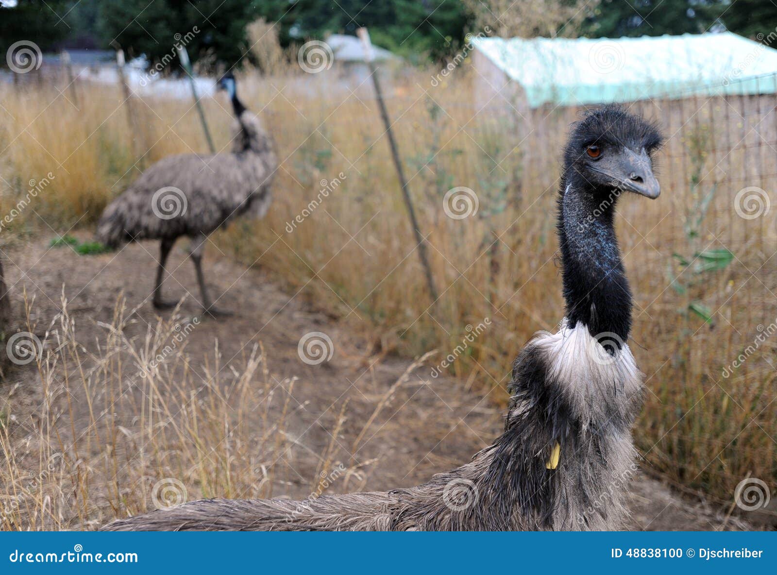 Emu Farm stock photo. Image of states, emus, washington - 48838100