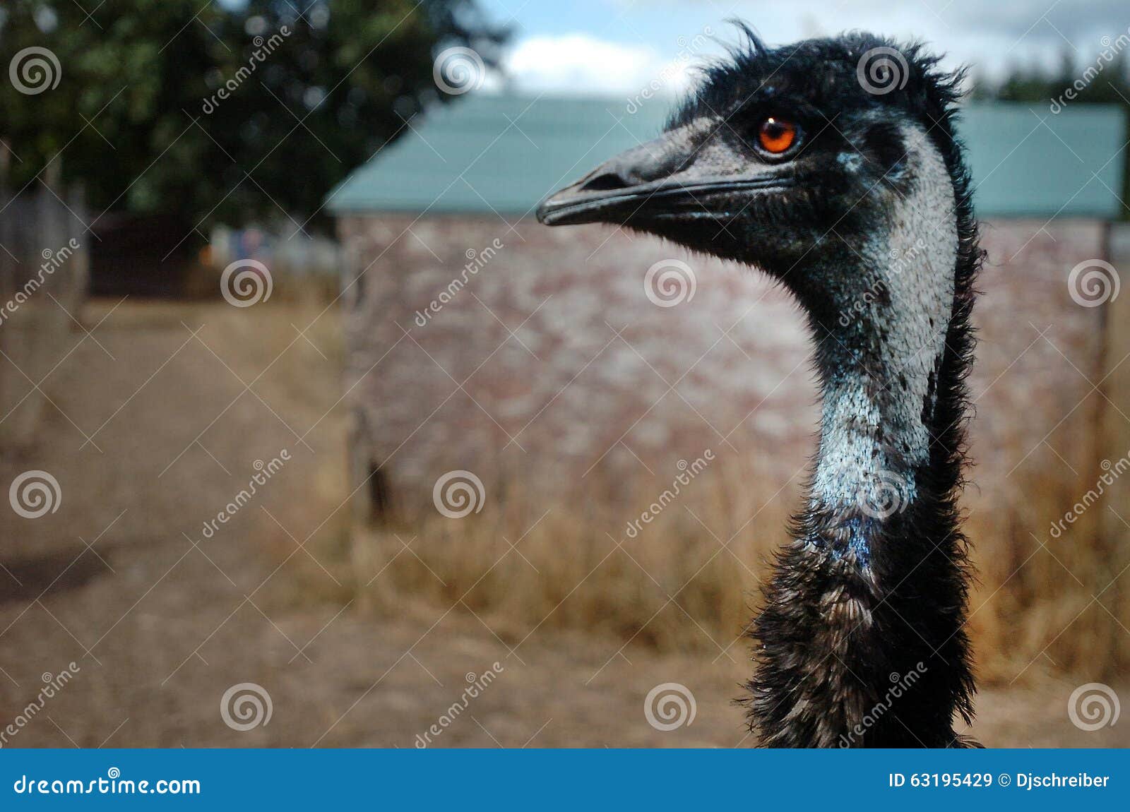 Emu Farm stock image. Image of washington, birds, united - 63195429