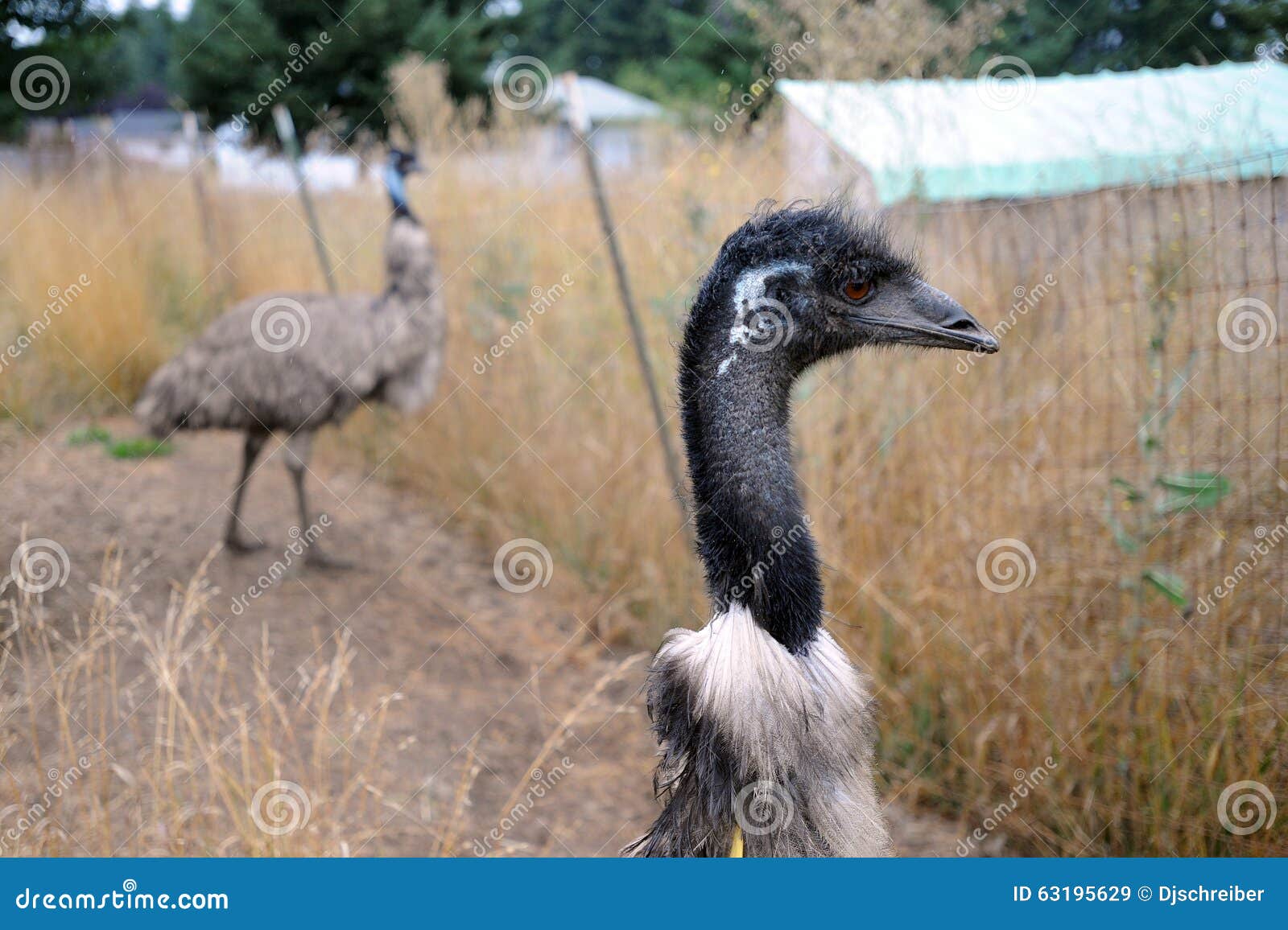 Emu Farm stock image. Image of farm, meat, birds, washington - 63195629
