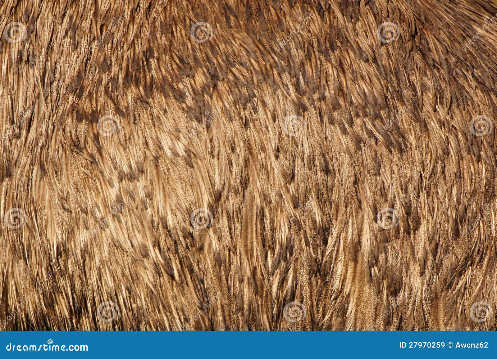 Emu feathers stock image. Image of natural, bird, animals - 27970259