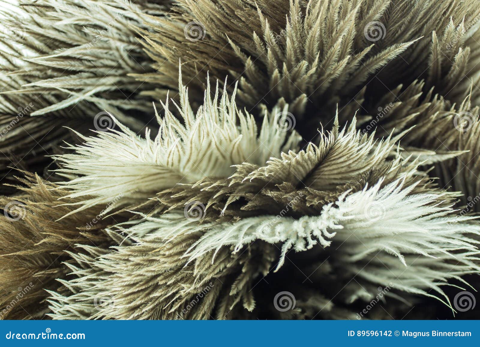 Emu feathers stock photo. Image of feathers, smooth, silk - 89596142
