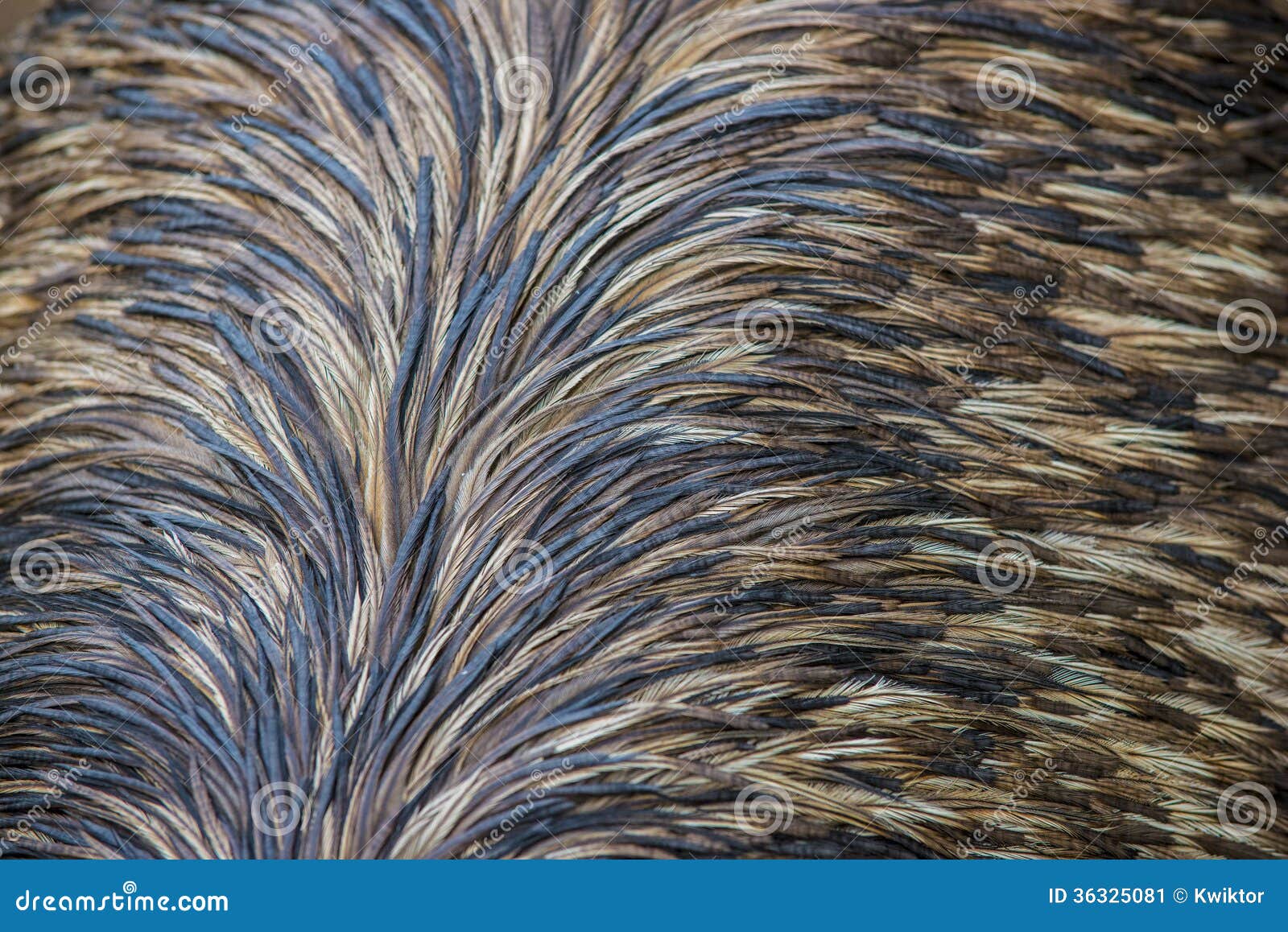 Emu Feathers Pattern Background Stock Image - Image of adorable, hairy ...