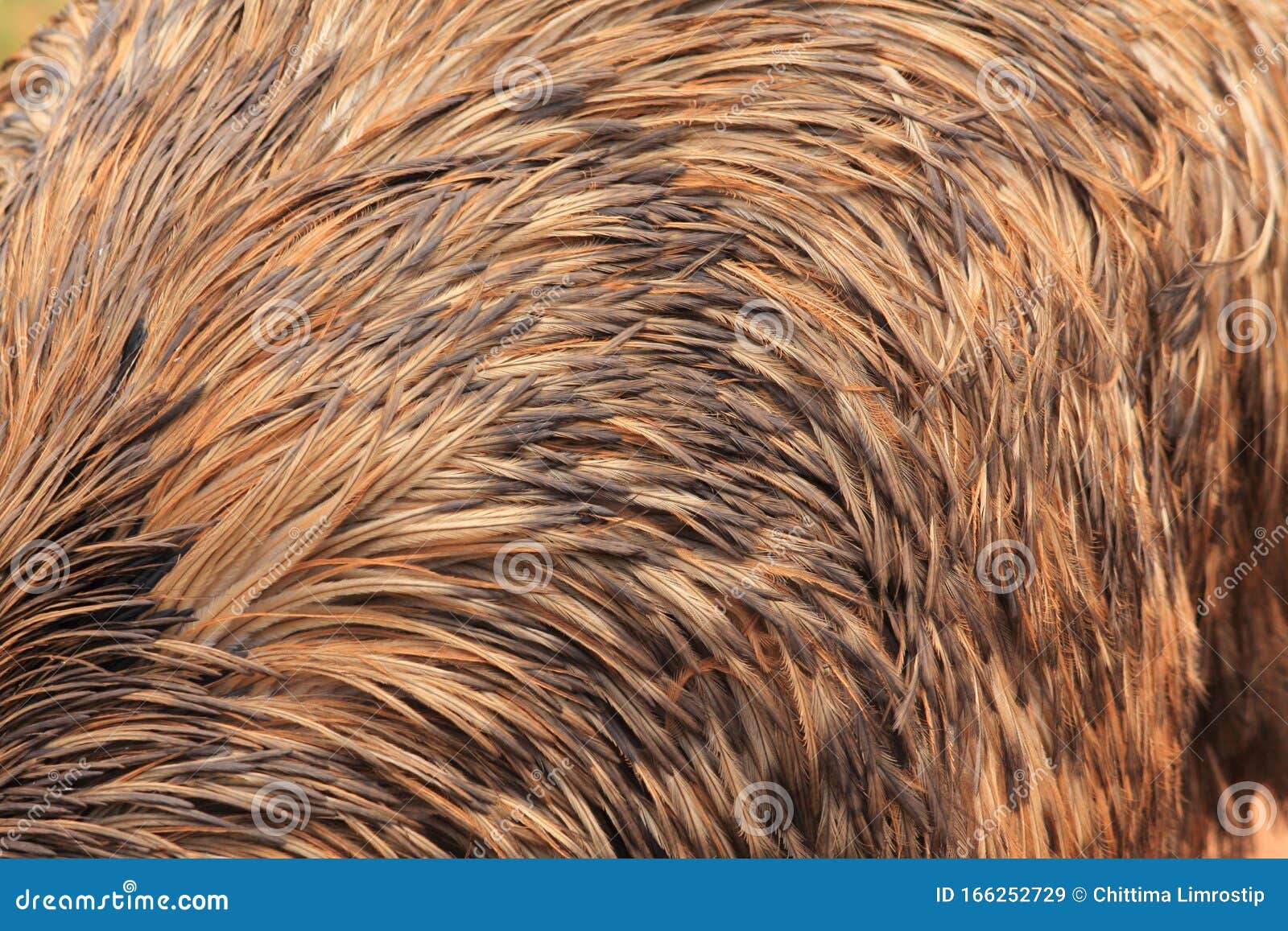 Emu Feathers Texture Closeup Stock Image - Image of animal, cute: 166252729