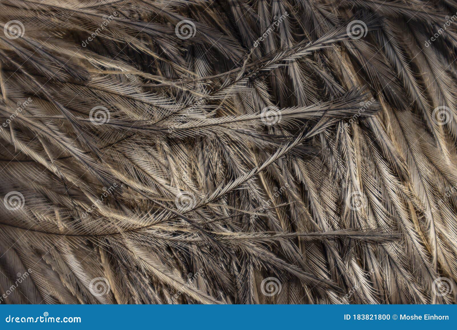 Emu Feathers close up stock photo. Image of horizontal - 183821800