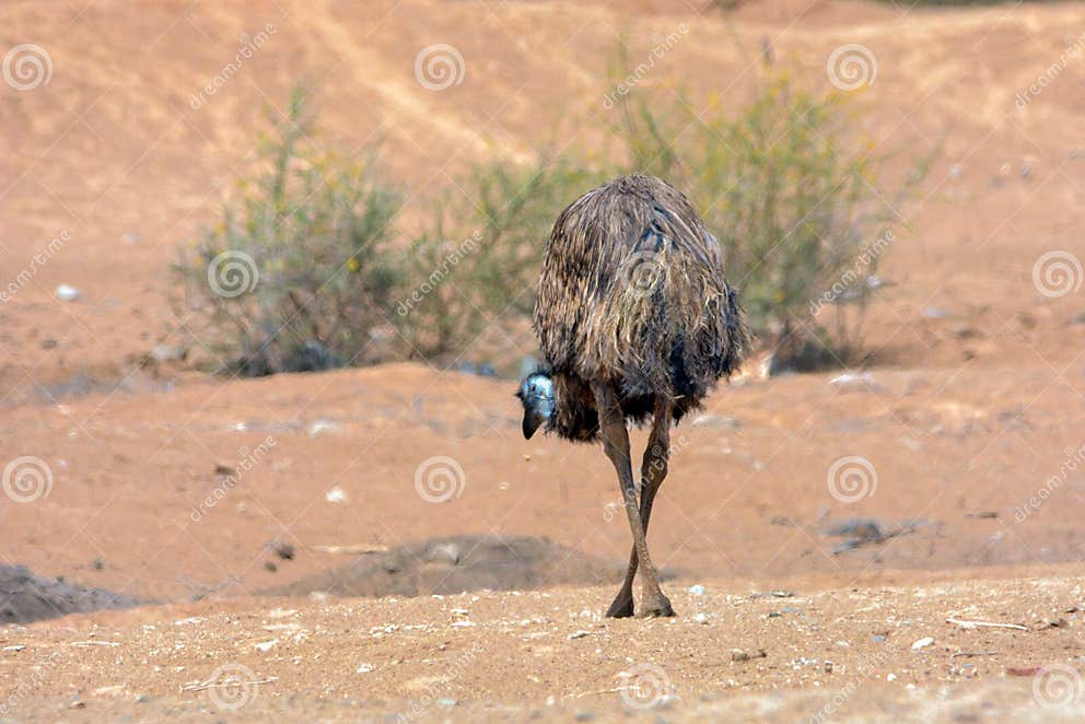 Emu stock photo. Image of head, novaehollandiae, ostrich - 133192260