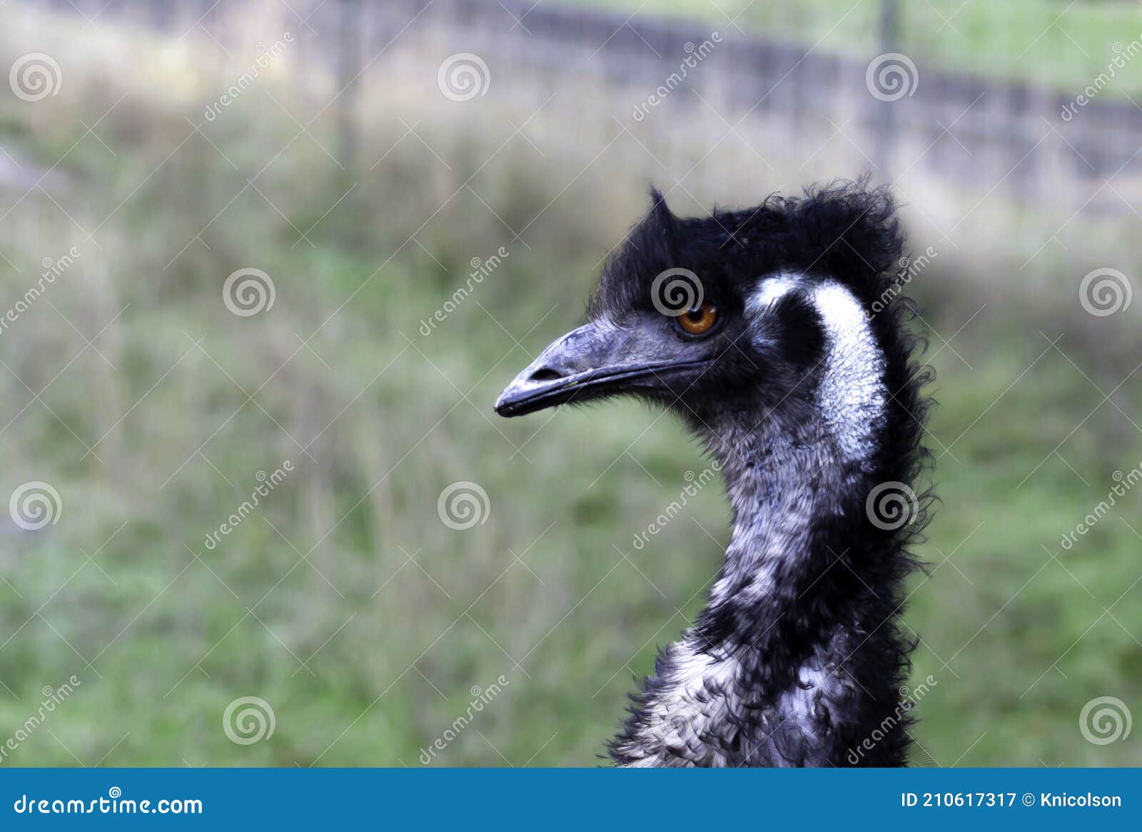 Emu in a field stock image. Image of water, living, animalia - 210617317