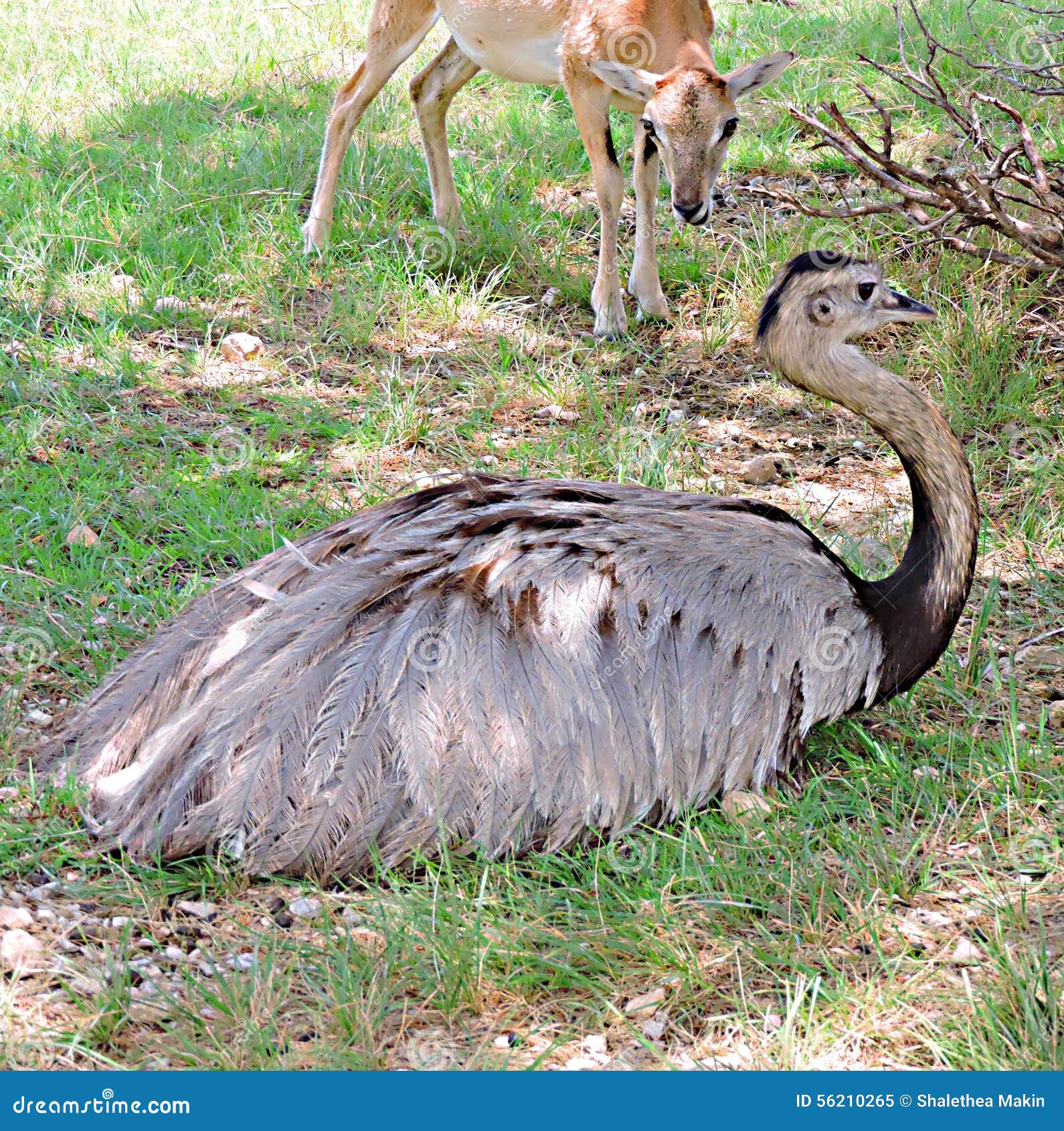 Emu stock image. Image of finally, wears, shade, black - 56210265