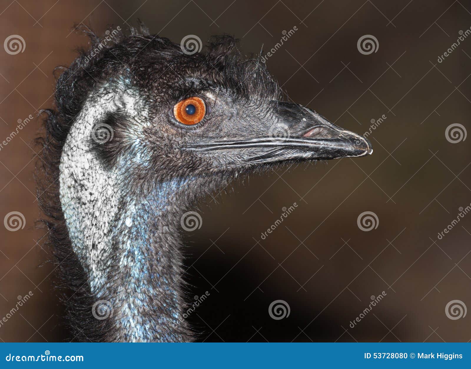 Emu flightless bird stock photo. Image of wide, feathers - 53728080