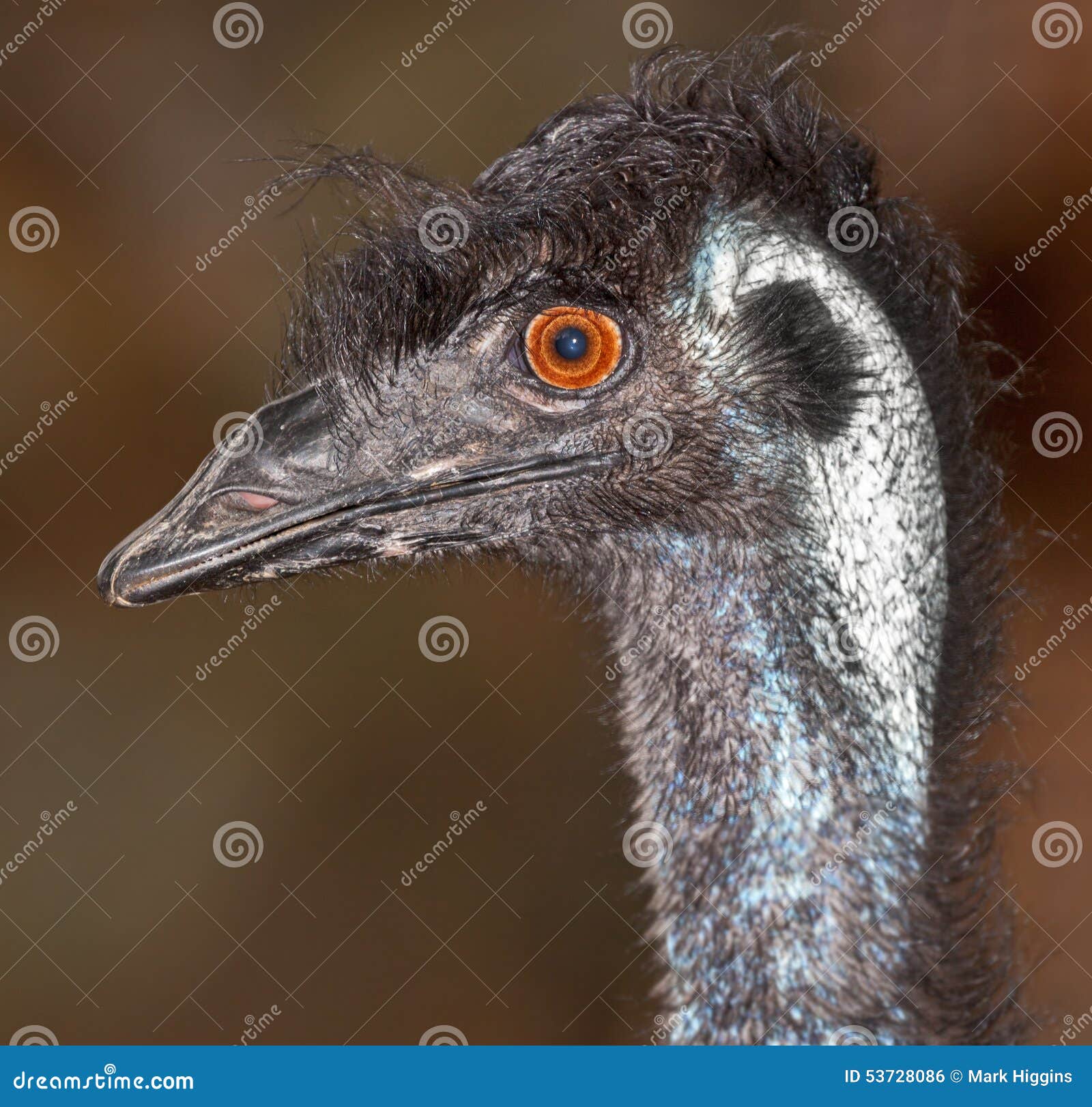 Emu flightless bird stock photo. Image of dinosaur, nature - 53728086