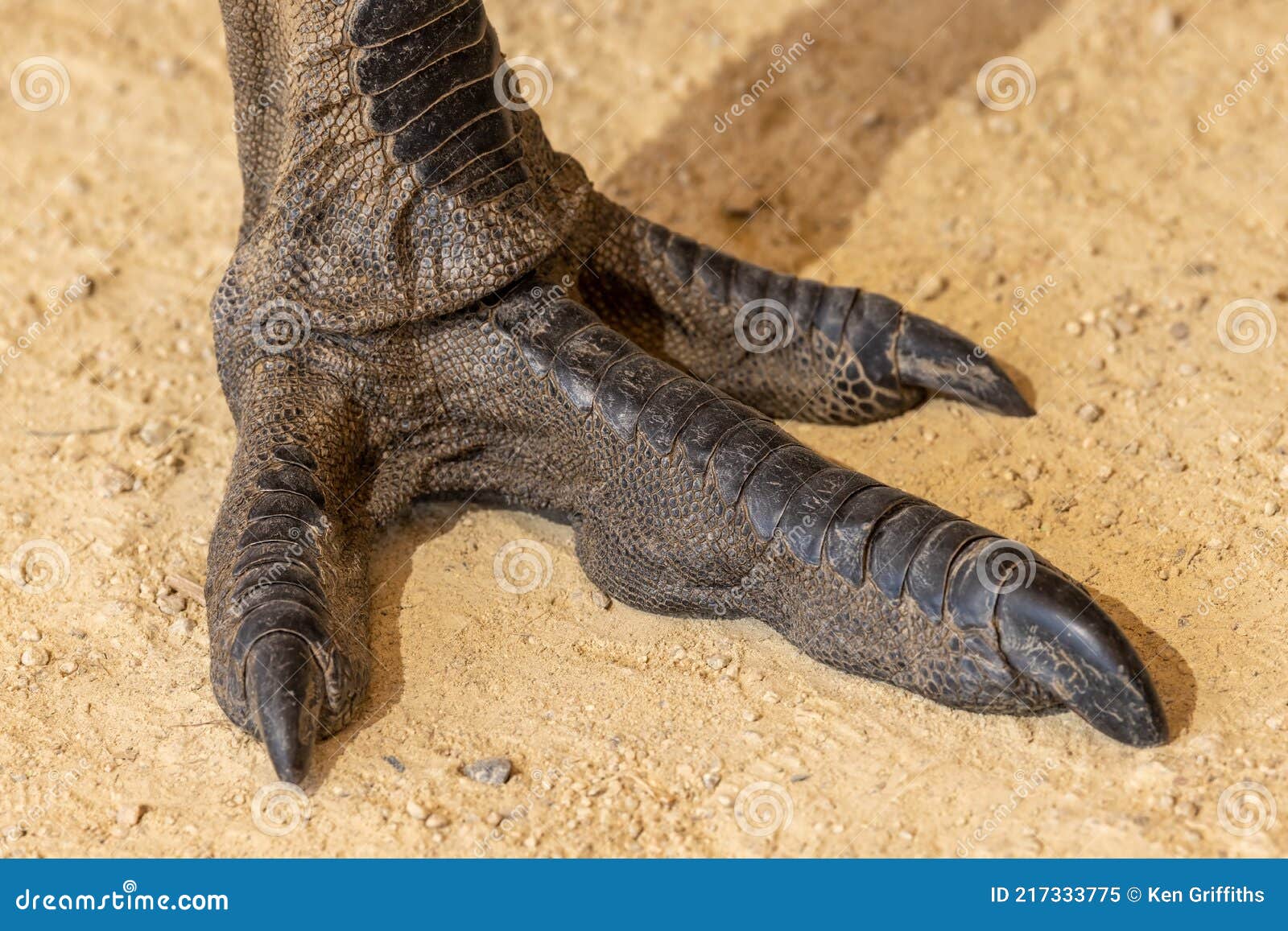 Emu foot stock image. Image of bird, novaehollandiae - 217333775