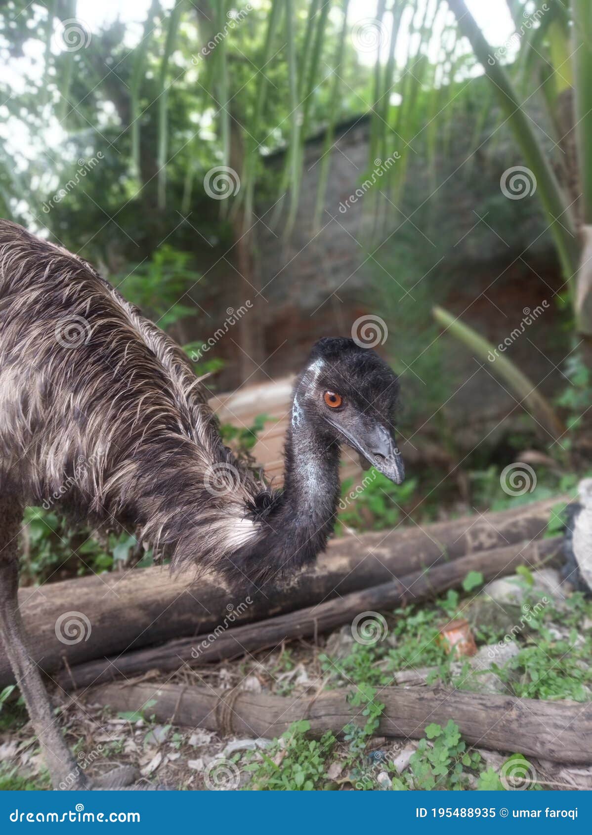 Emu in forest stock image. Image of branch, duck, waterfowl - 195488935