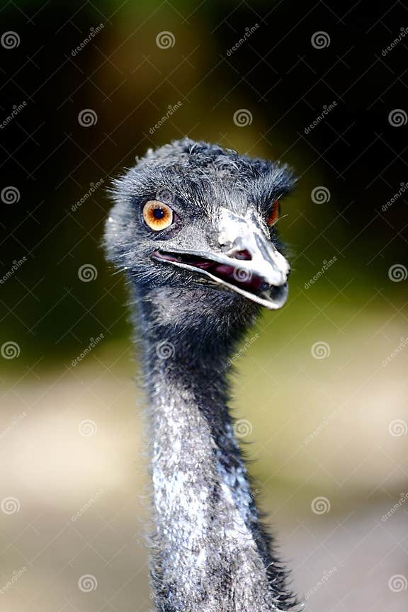 Emu frontal view stock image. Image of predator, ibis - 28506679