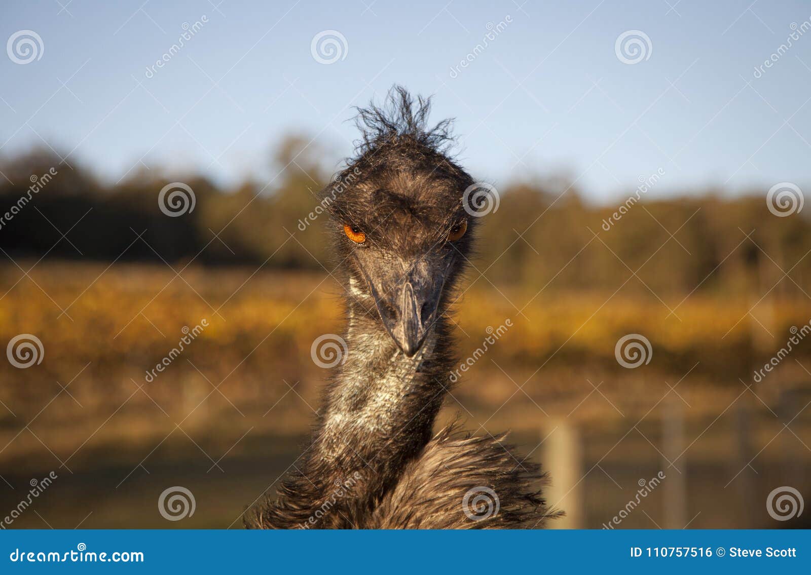 An Emu Glares at the Camera. Stock Photo - Image of farm, eyes: 110757516