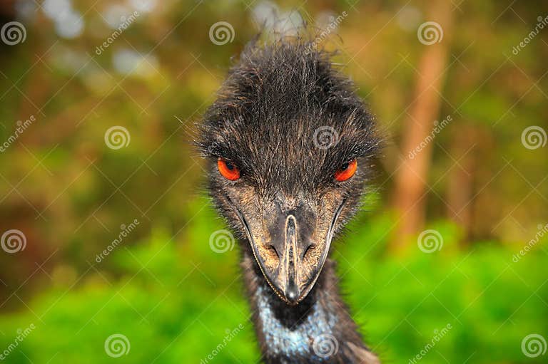 Emu stock photo. Image of emus, farm, fuzzy, bird, green - 37687426
