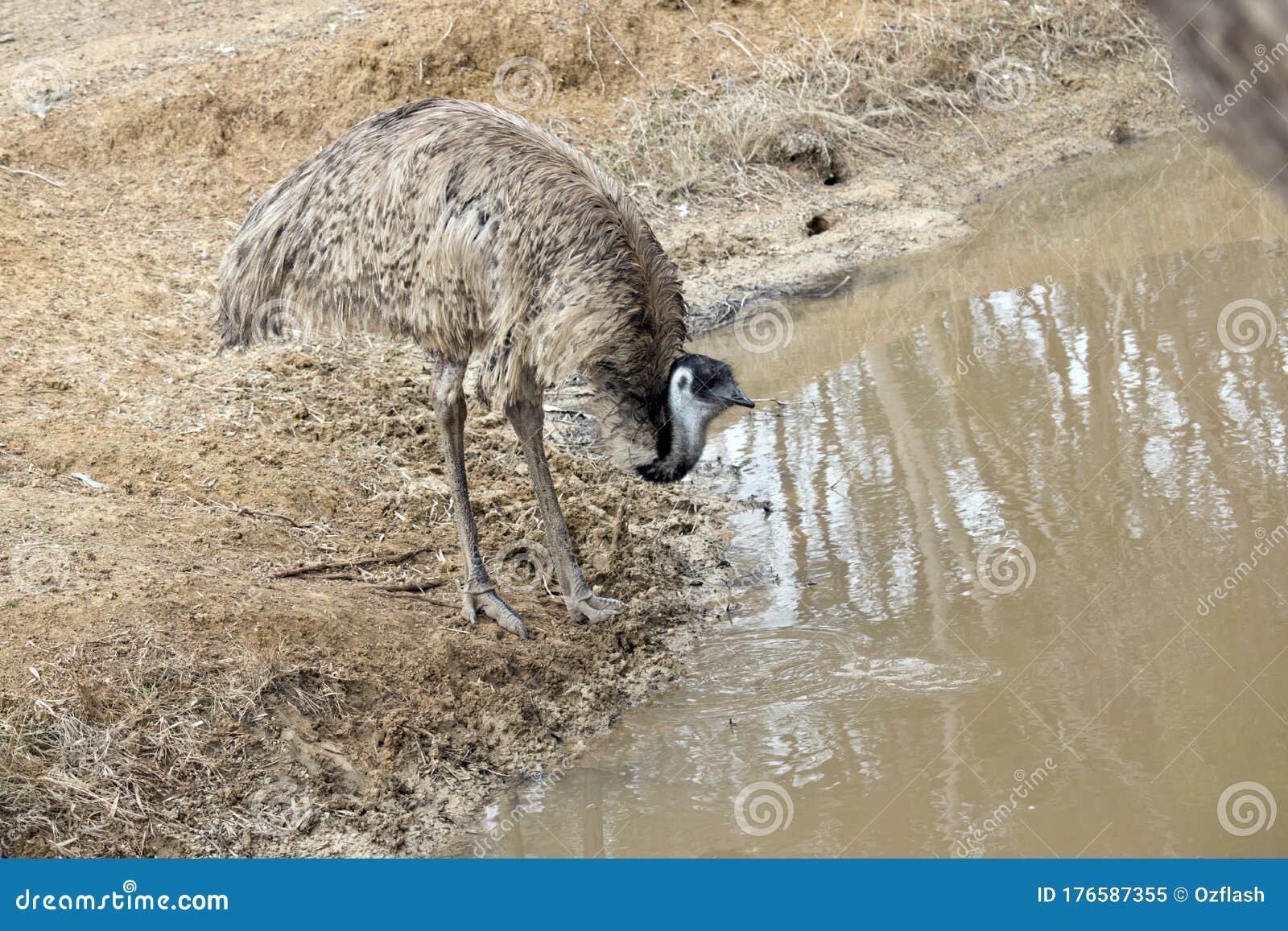 The Emu is Going To Be Drinking Water from the Pond Stock Image - Image ...