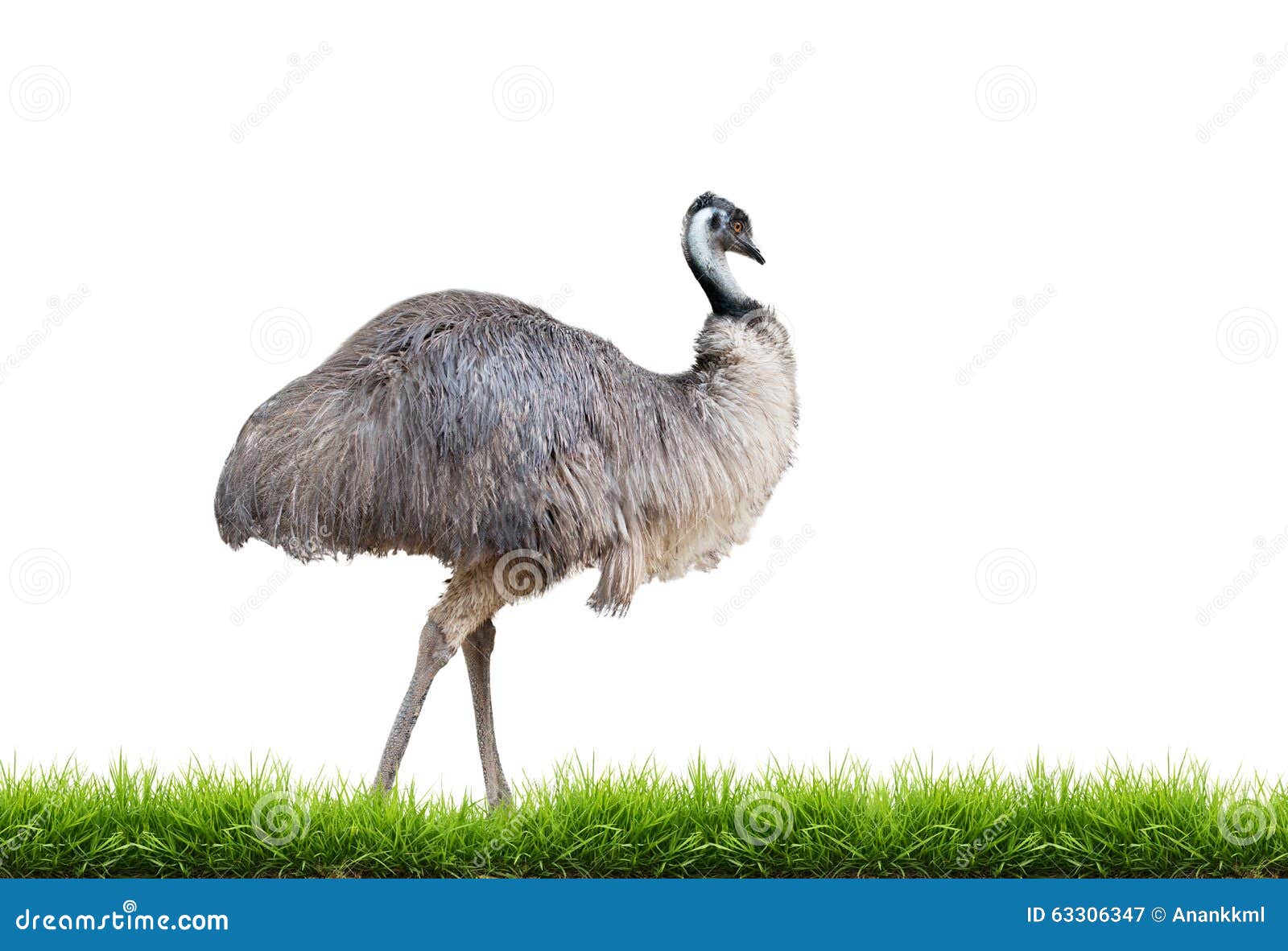 Emu with green grass stock image. Image of feather, wildlife - 63306347