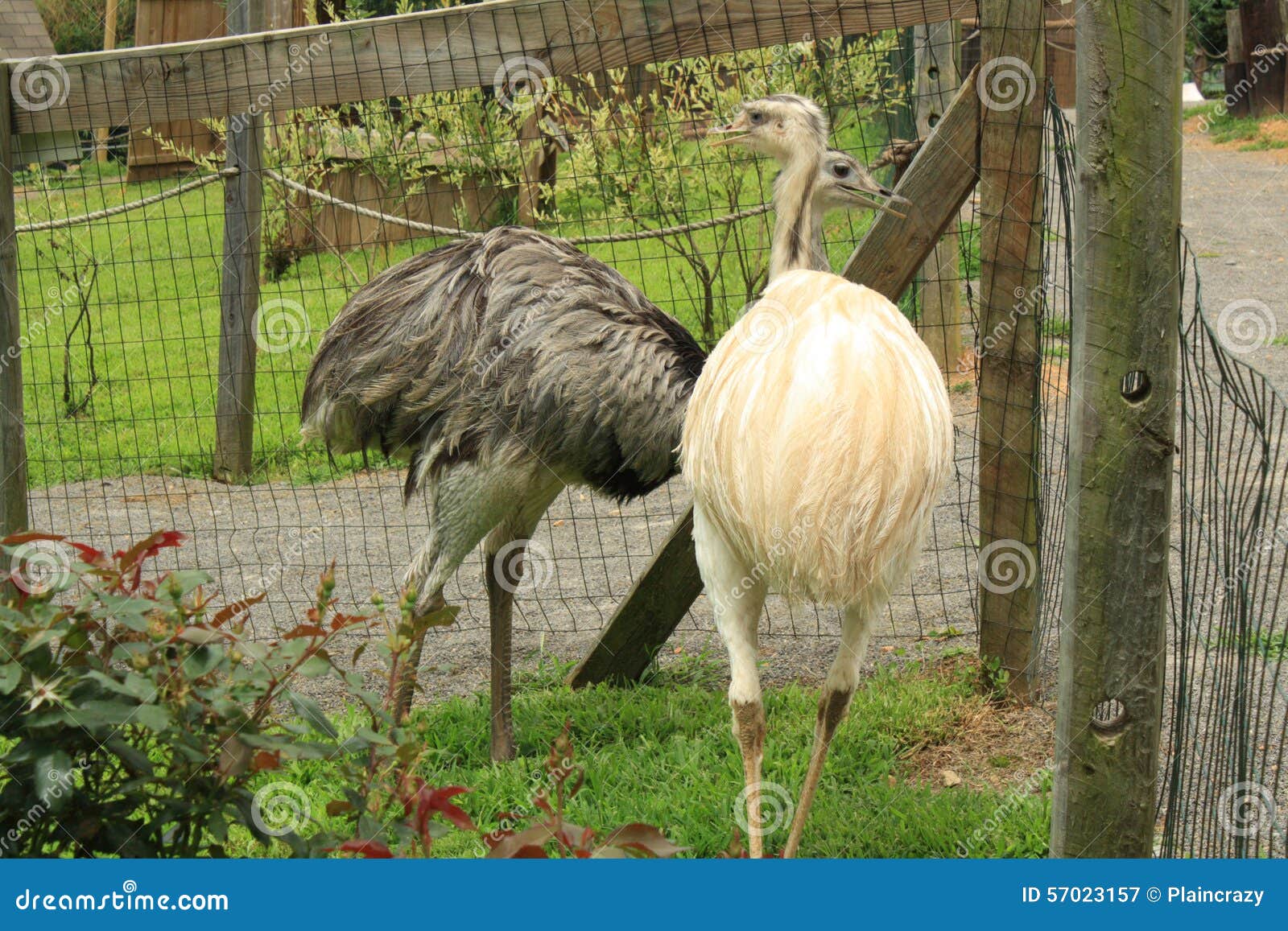 Emu stock image. Image of grey, feathers, feet, legged - 57023157