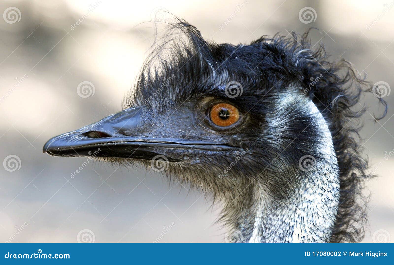 Emu head stock photo. Image of australia, animal, head - 17080002