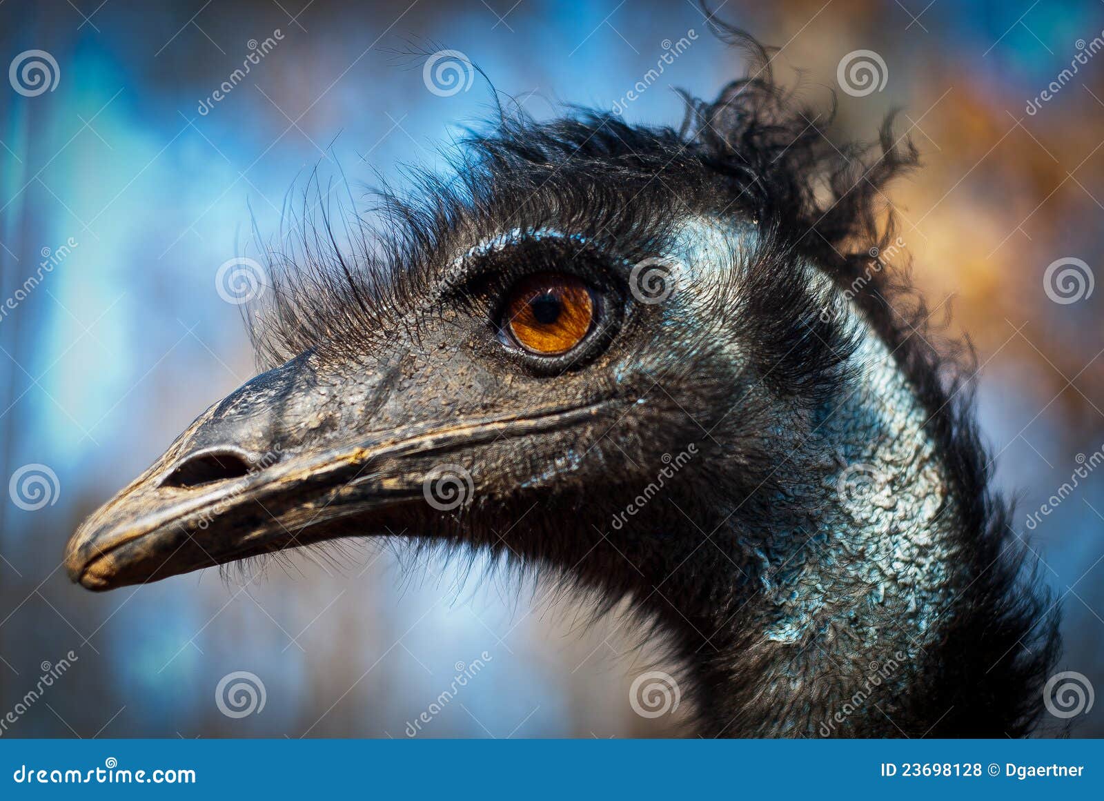 Emu head stock photo. Image of humorous, head, animal - 23698128