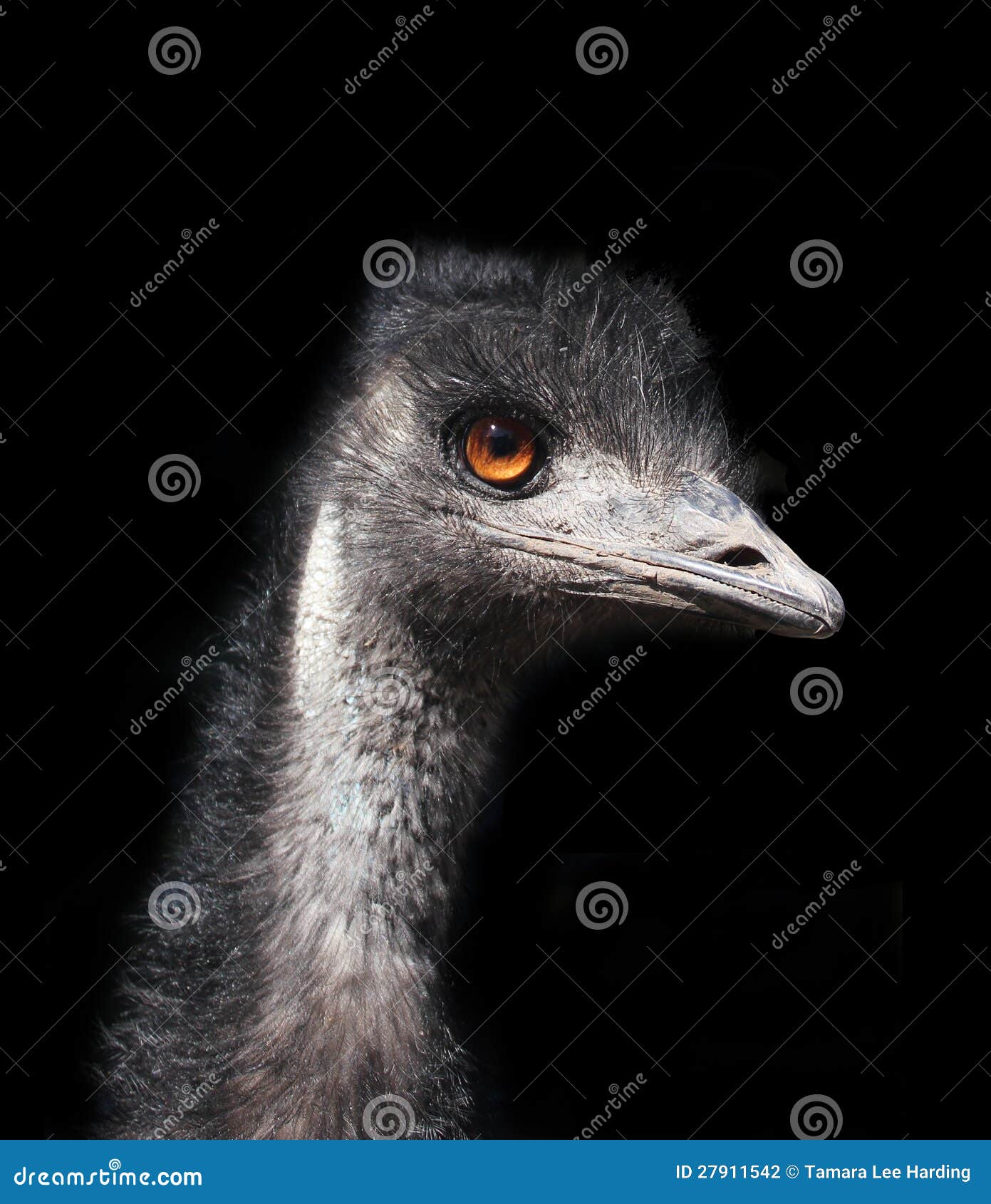 Emu Head Against a Black Background Stock Photo - Image of meat, hair ...