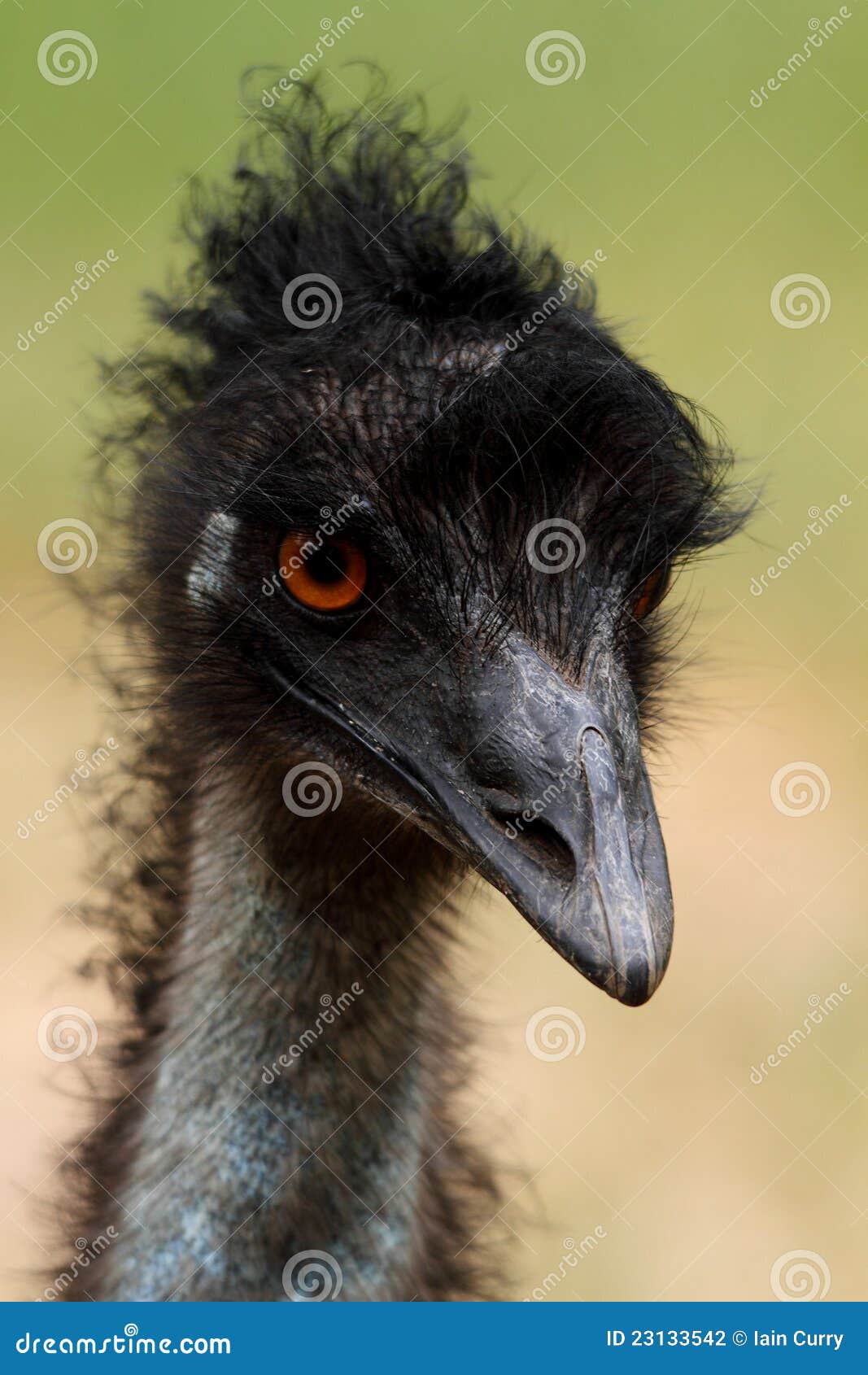 Emu Head, Australia stock photo. Image of portrait, hairy - 23133542