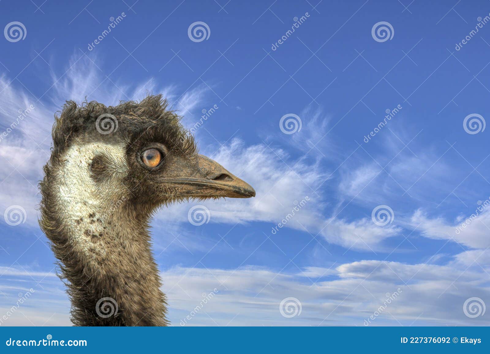 Emu Head with Blue Sky As Background Stock Photo - Image of australian ...