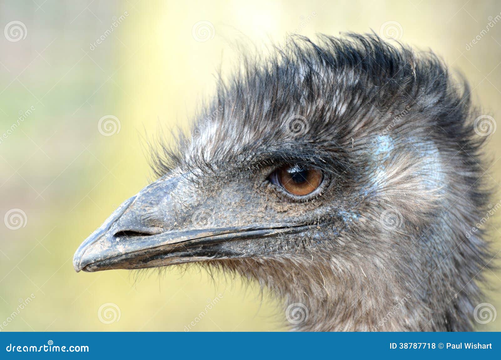 Emu head stock photo. Image of portrait, flightless, animal - 38787718