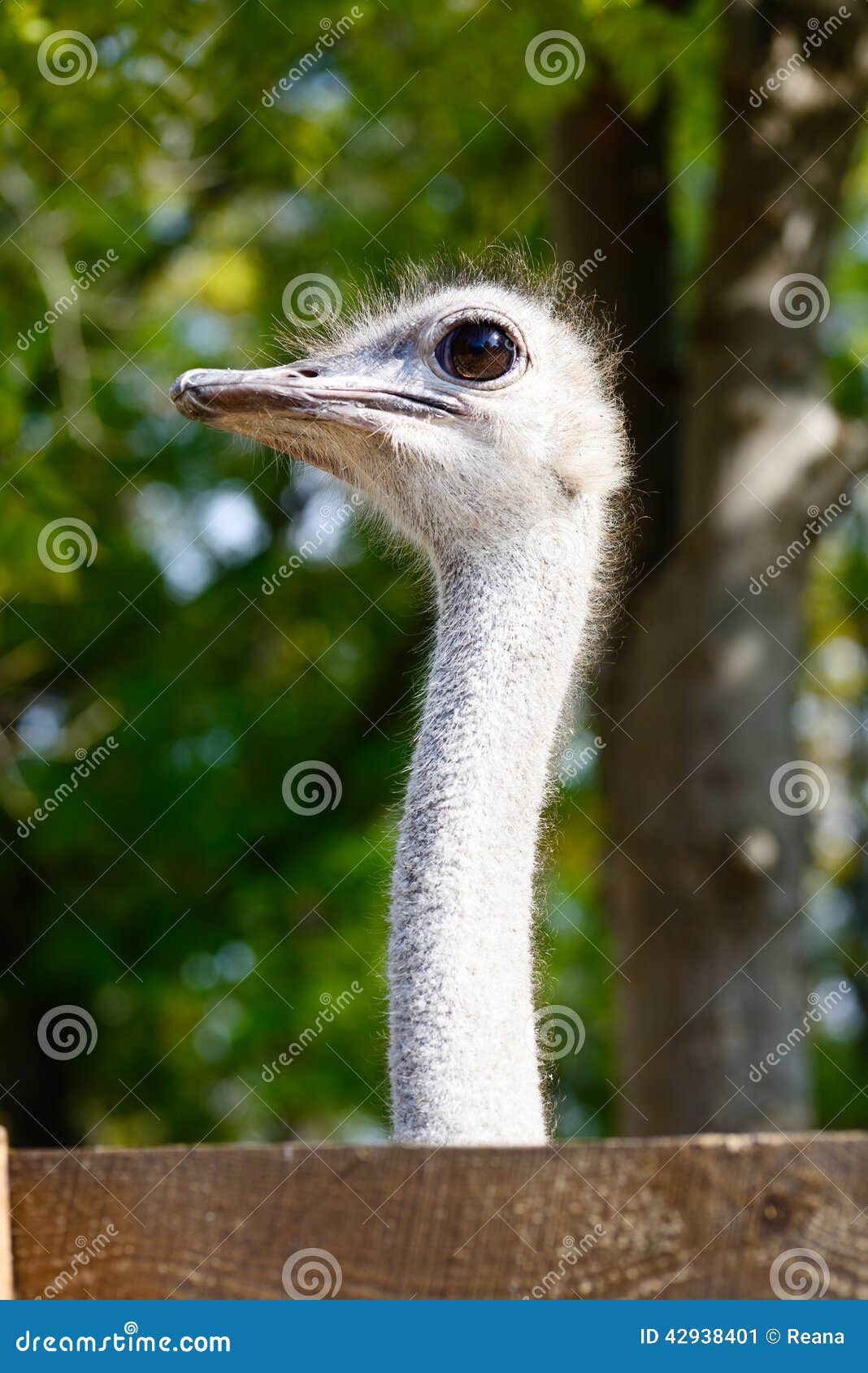 Emu head stock image. Image of farm, africa, feather - 42938401