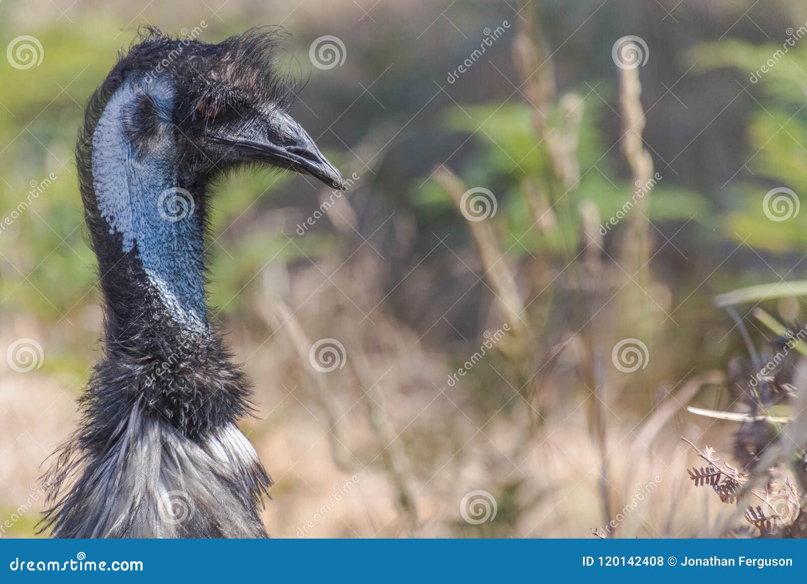 Emu Head Closeup in Australia Stock Photo - Image of feathers, bushy ...