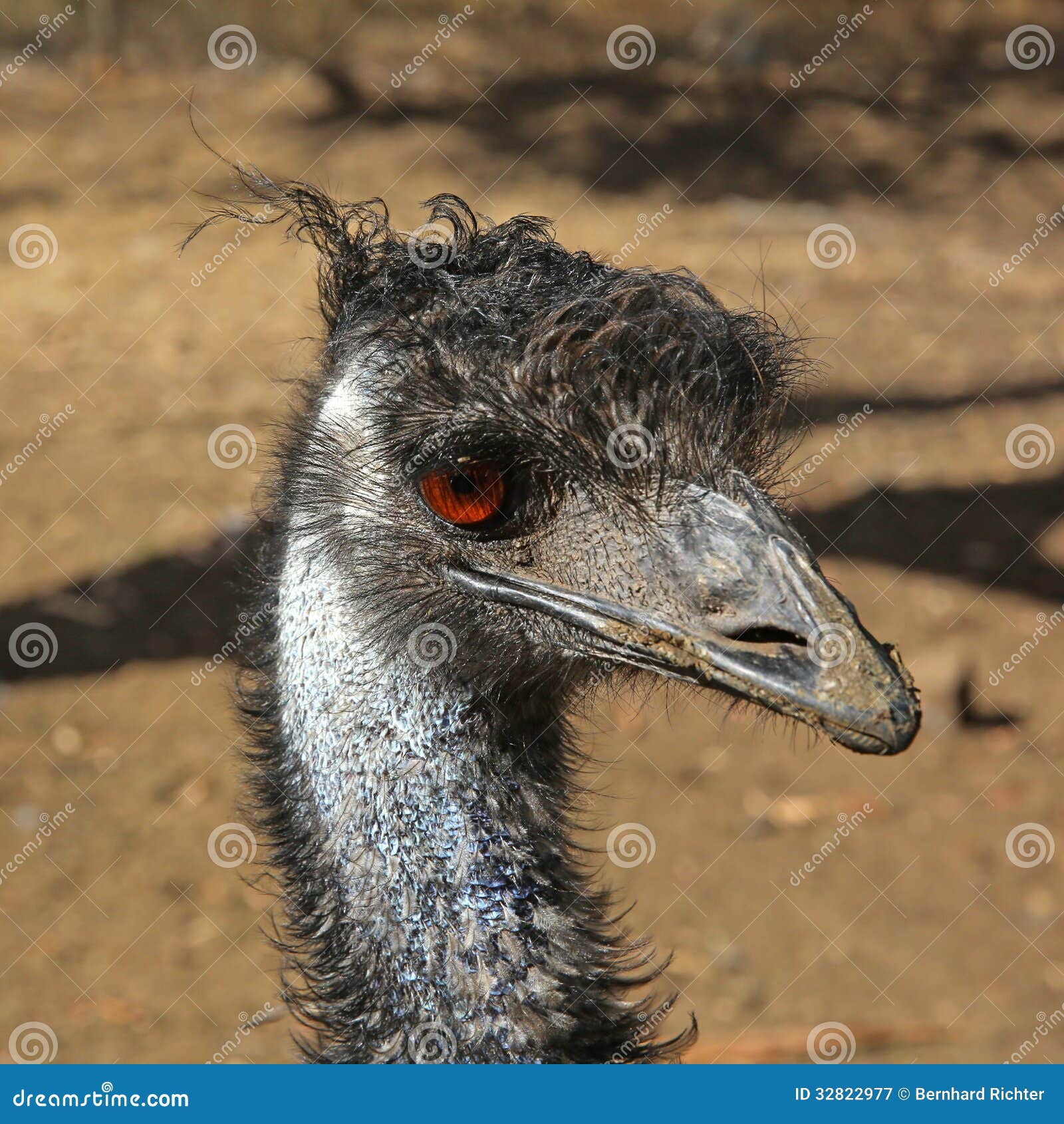 Emu Head stock image. Image of head, hairy, orange, ground - 32822977
