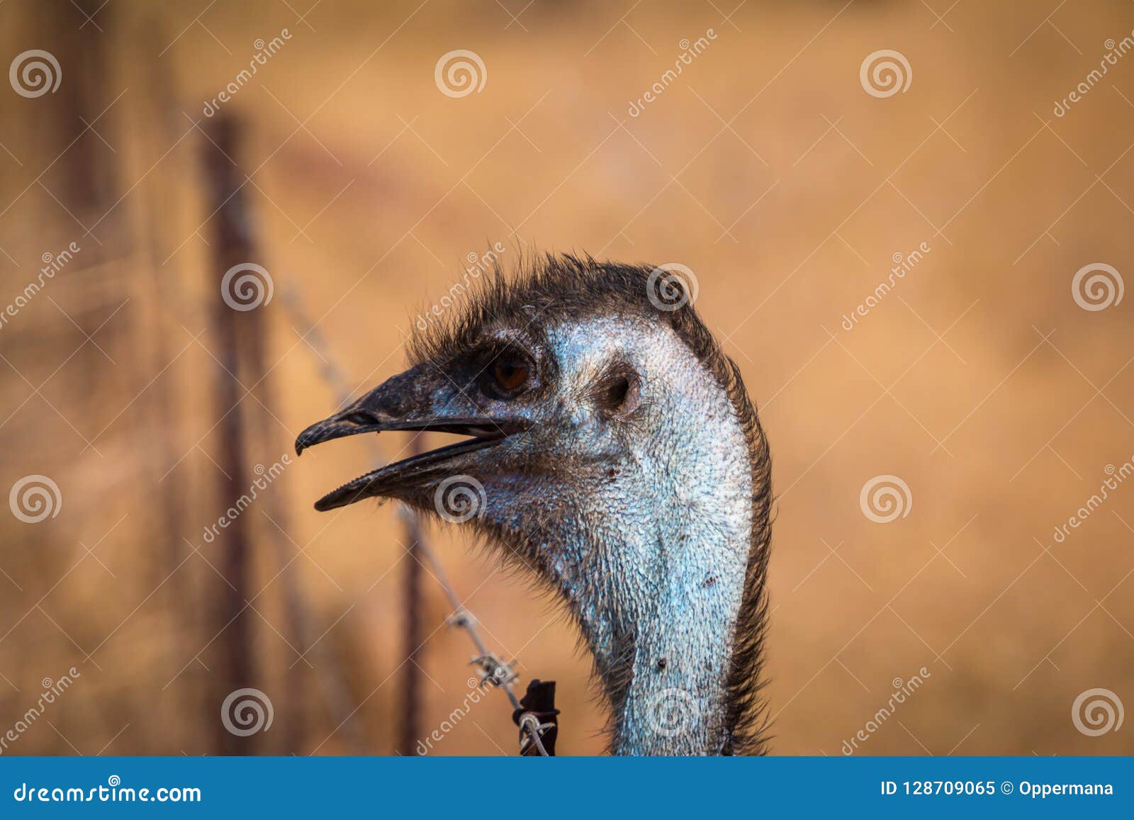 Emu Head Closeup Shot Looking Over Wire Fence Stock Image - Image of ...