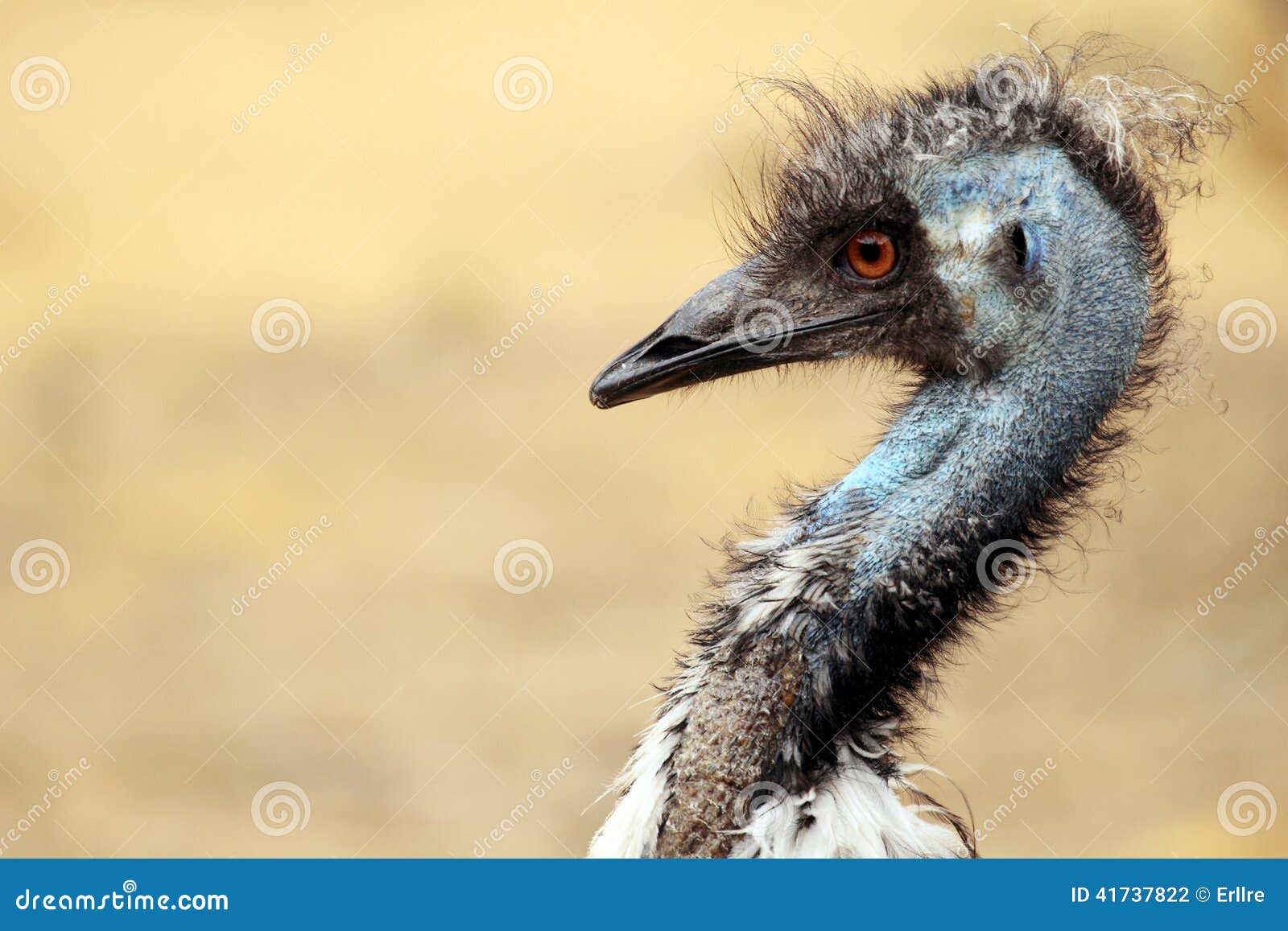Emu head stock photo. Image of animal, large, curiosity - 41737822