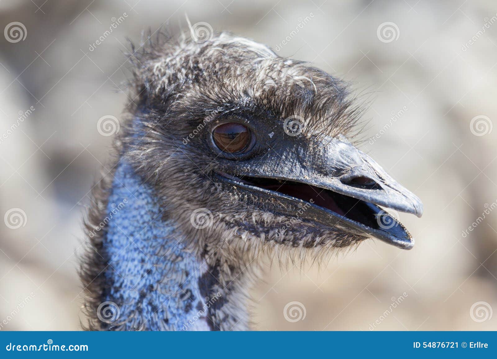 Emu head stock image. Image of curiosity, nature, australia - 54876721