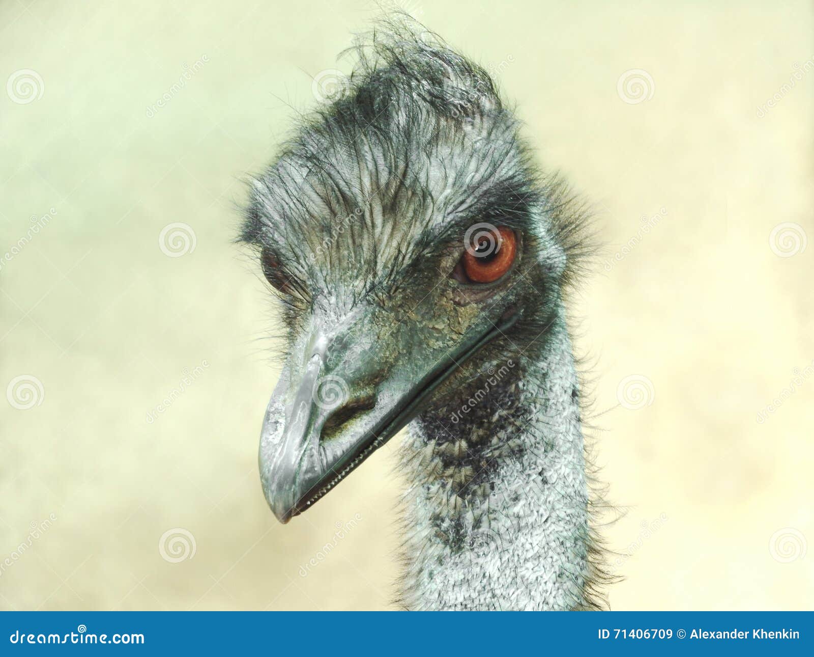 Emu head, full-face stock image. Image of feathers, view - 71406709