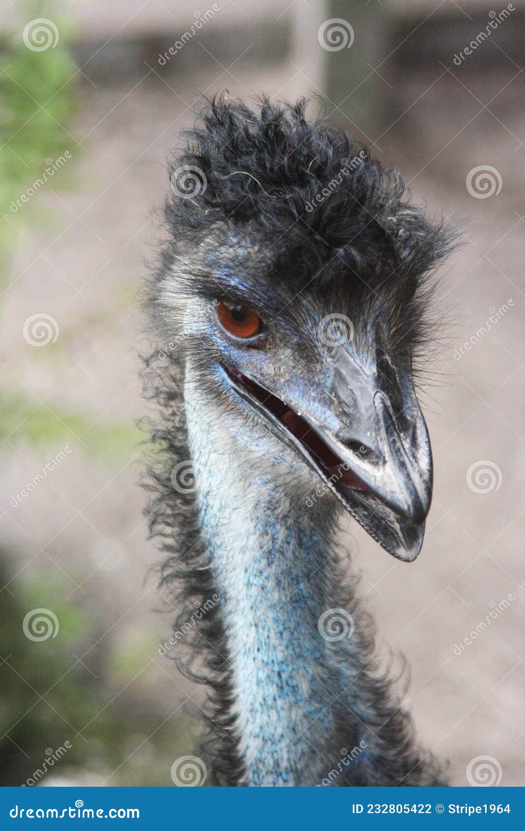 Emu Head and Neck of an Australian Flightless Bird Stock Photo - Image ...