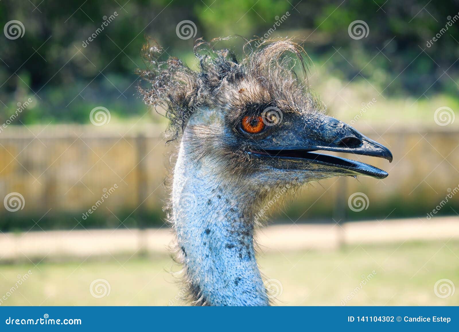 Emu Head Profile Closeup in Summer, Detail of Hair and Beak. Stock ...