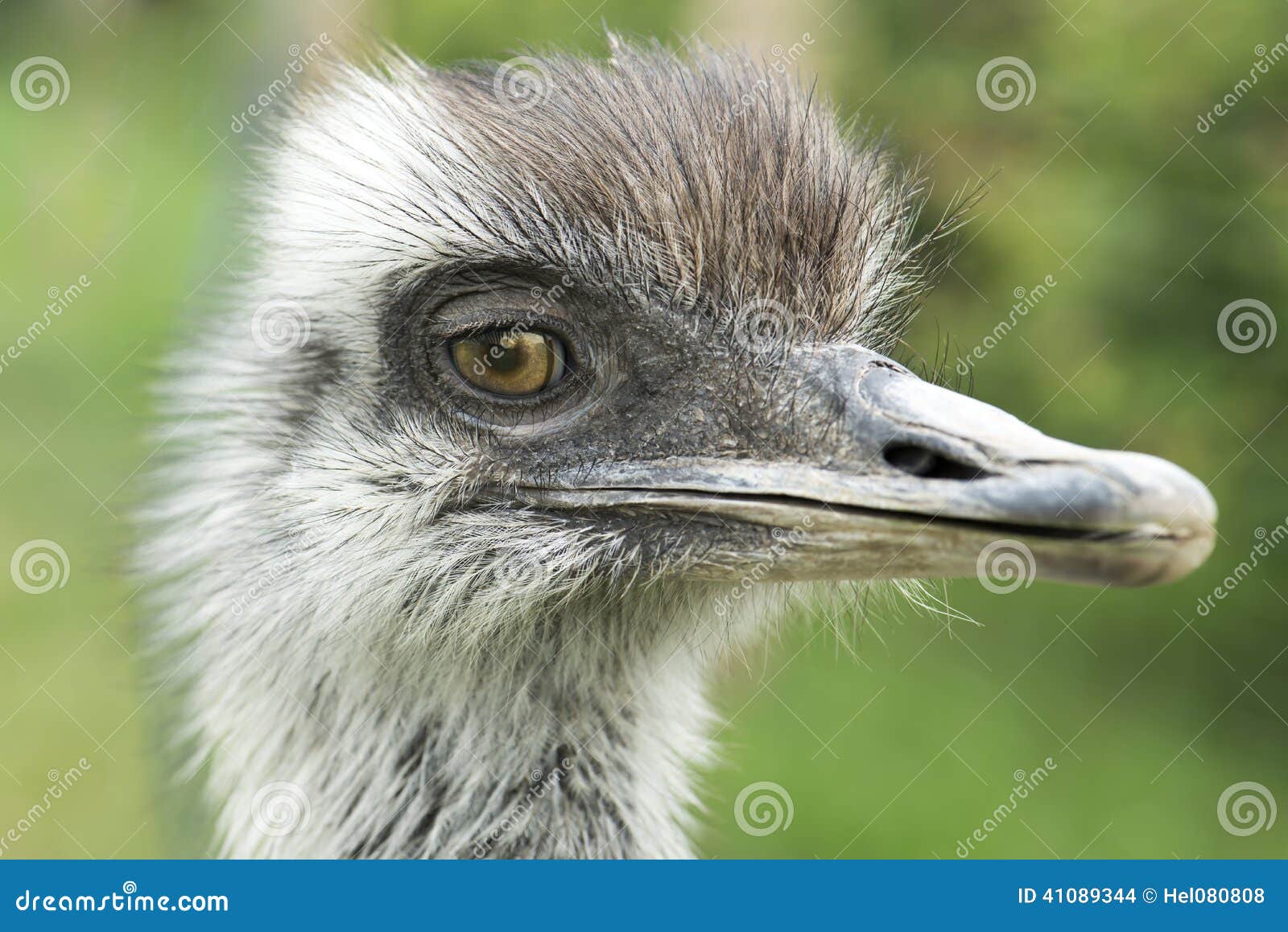 137 Emu Running Photos - Free & Royalty-Free Stock Photos from Dreamstime