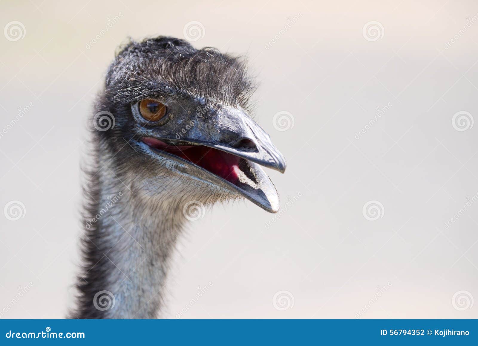 Emu stock photo. Image of people, color, backlit, alertness - 56794352