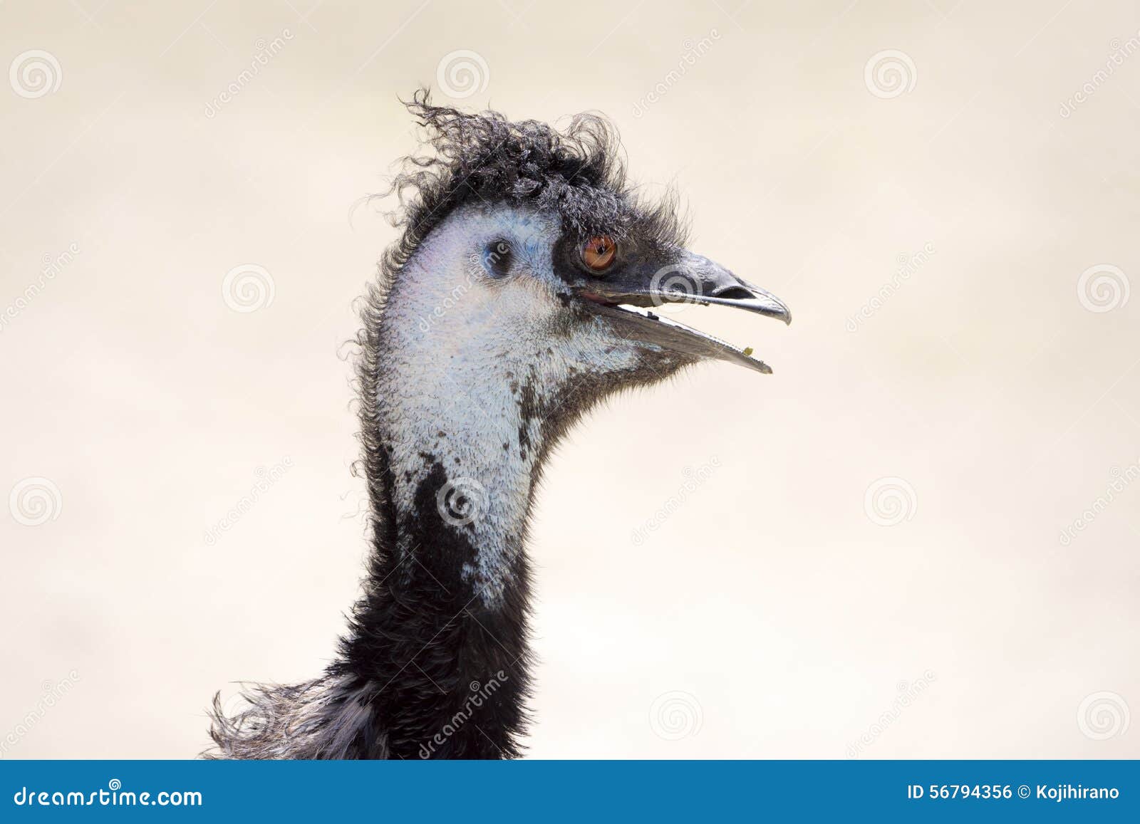 Emu stock photo. Image of selective, horizontal, wild - 56794356