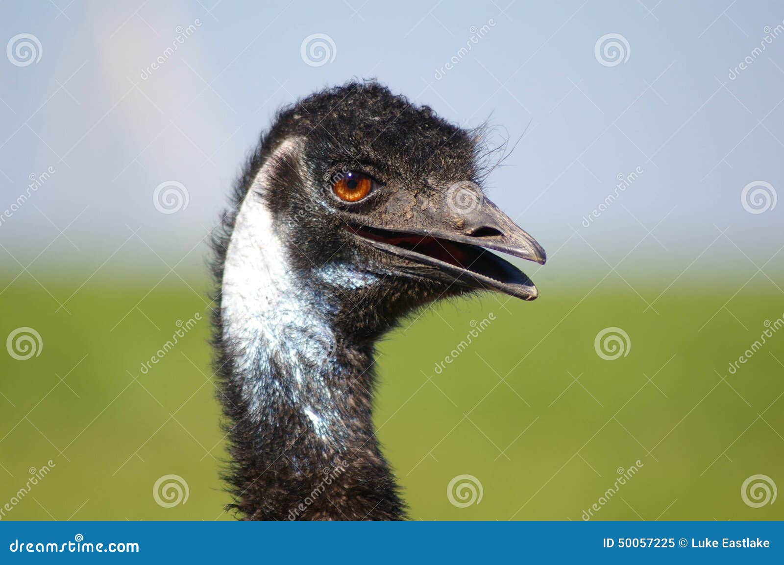 Emu Head Smiling stock image. Image of animal, aviary - 50057225
