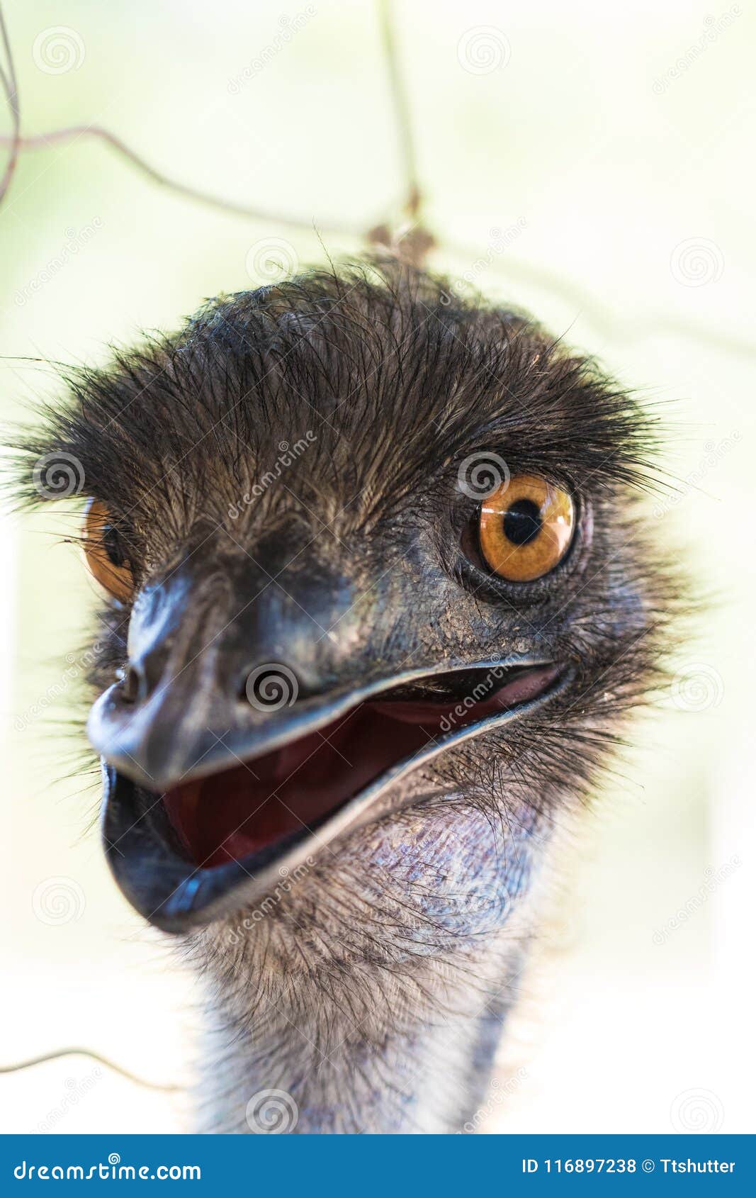 Emu chick stock photo. Image of large, brown, conservation - 116897238