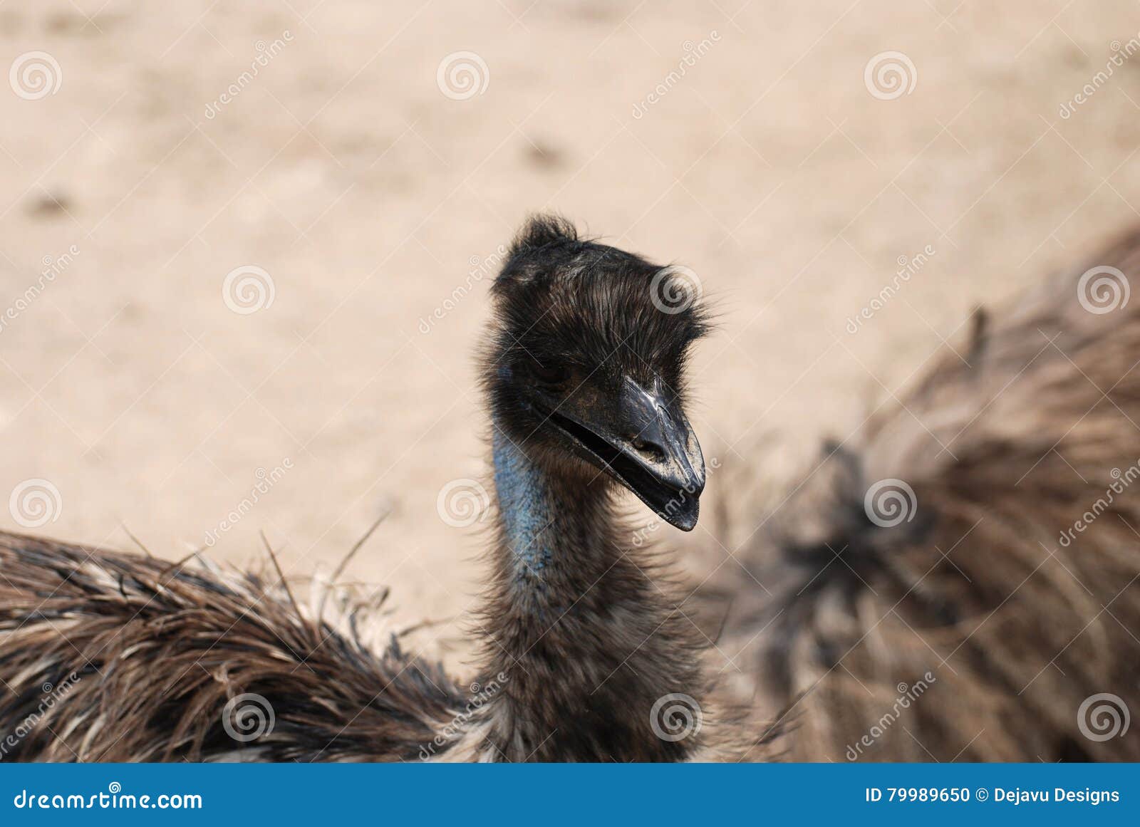 Emu with His Wings Extended Out Stock Photo - Image of emus, bird: 79989650