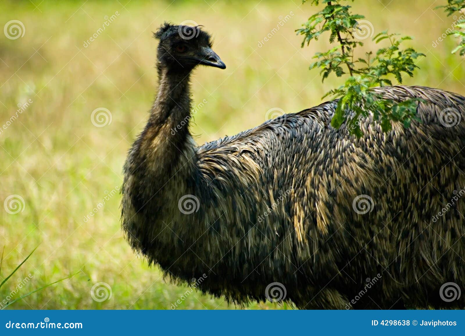 Emu im Delhi-Zoo stockfoto. Bild von flugunfähig, wildnis - 4298638