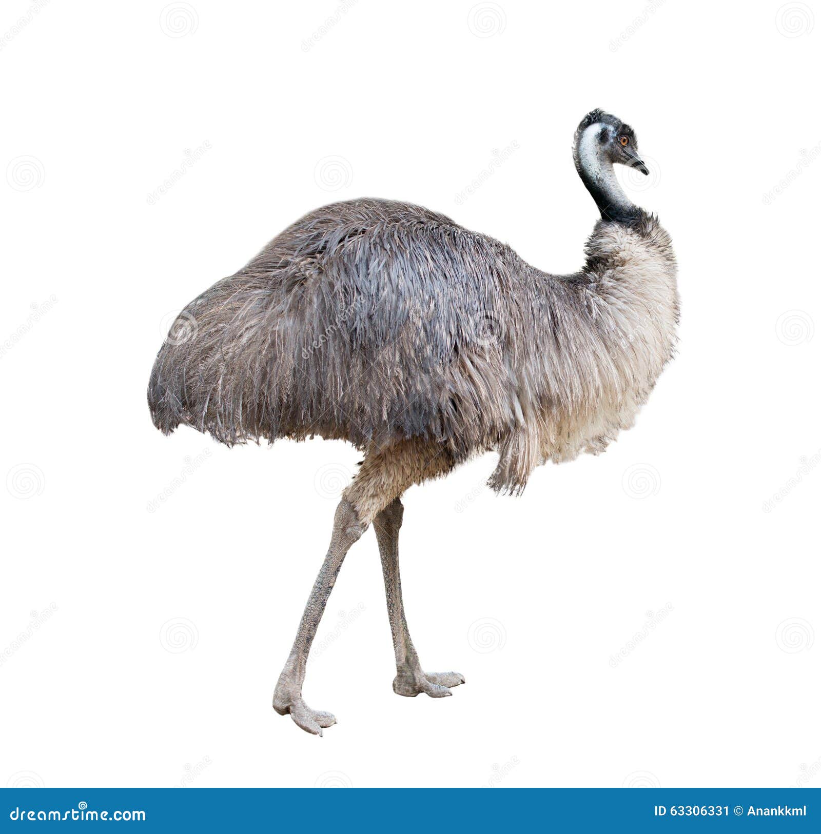 Emu Isolated on White Background Stock Image - Image of australia ...