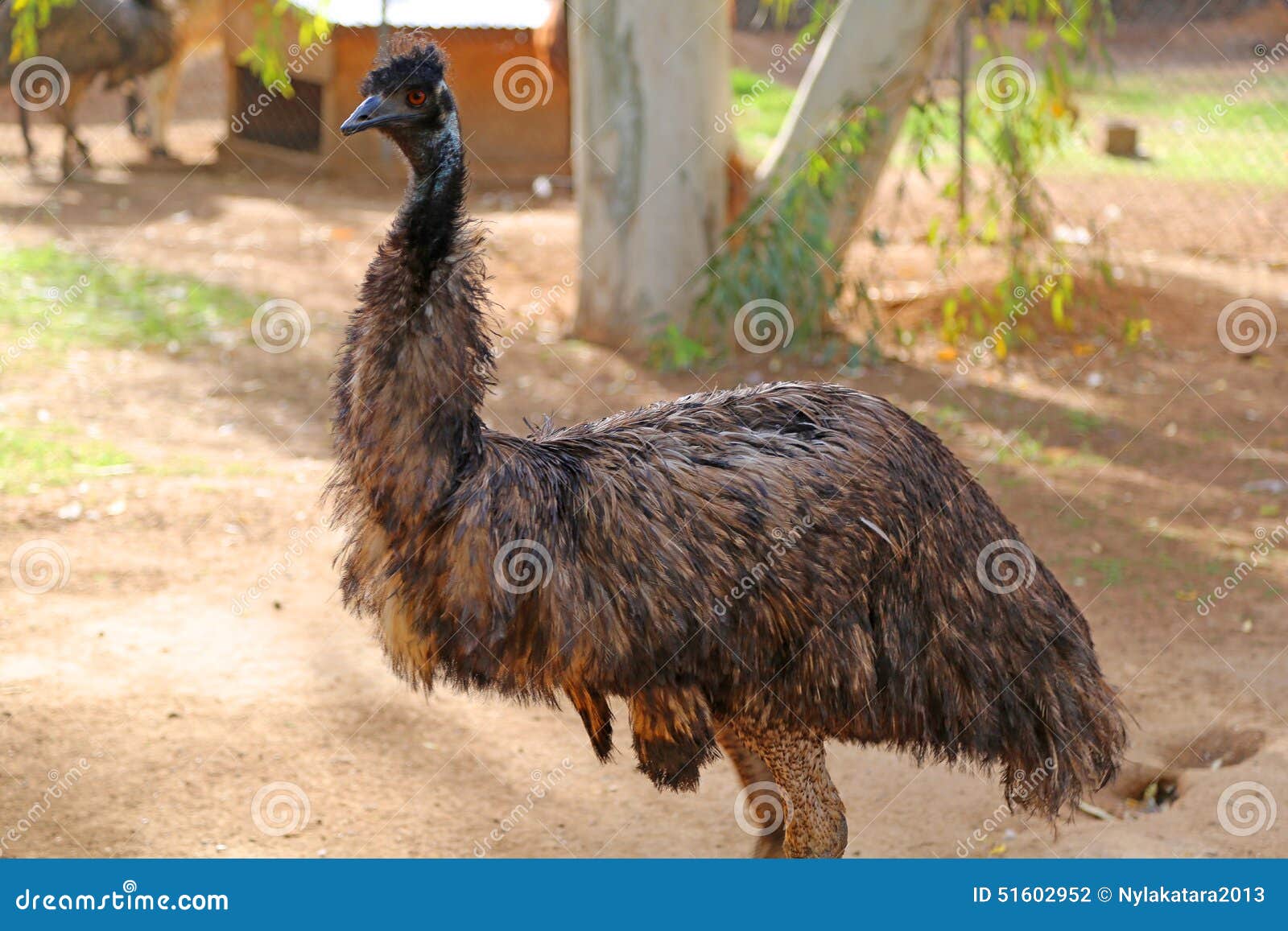 Emu stock photo. Image of mechanism, australia, legs - 51602952