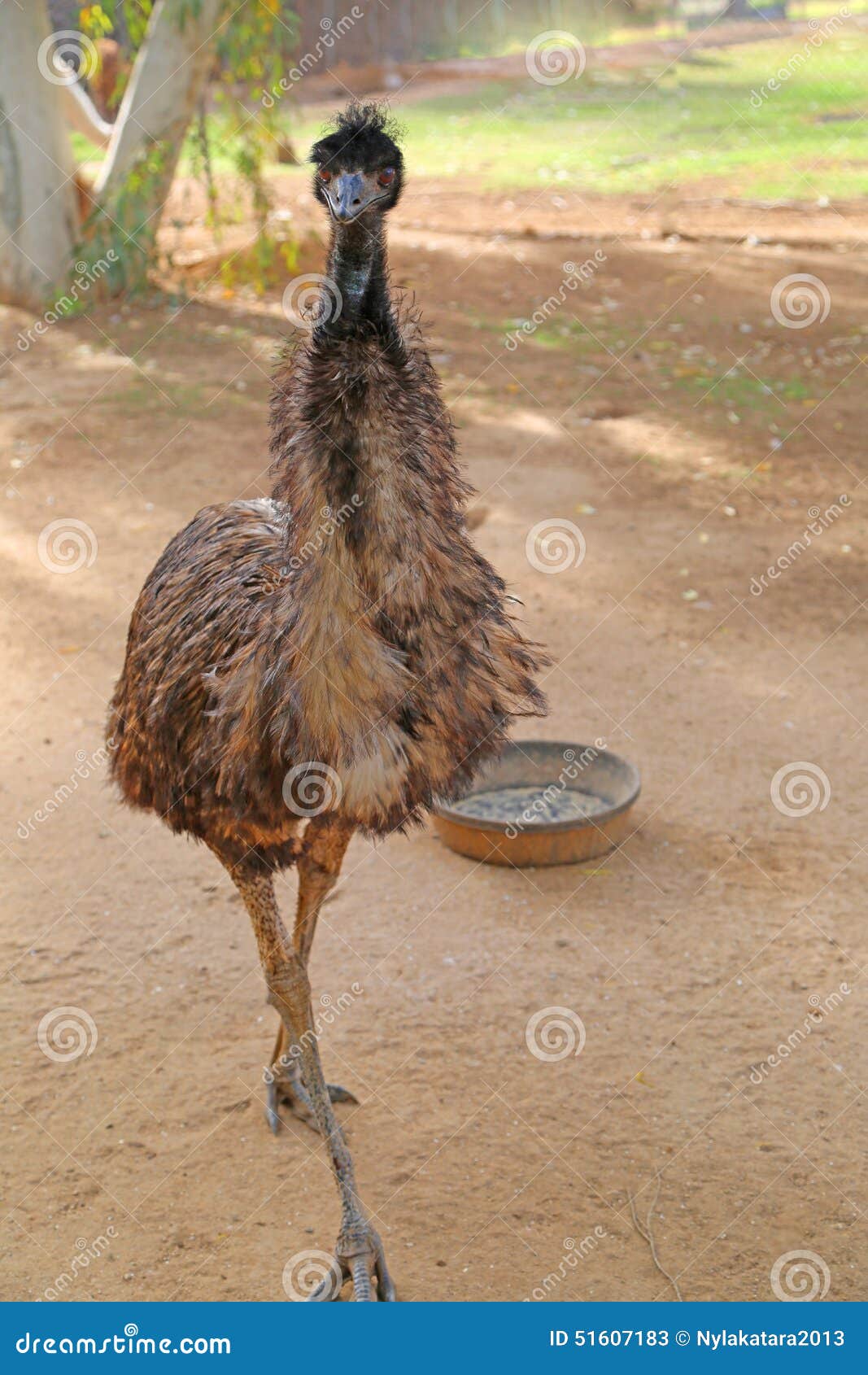 Emu stock image. Image of camouflage, brown, feet, mechanism - 51607183