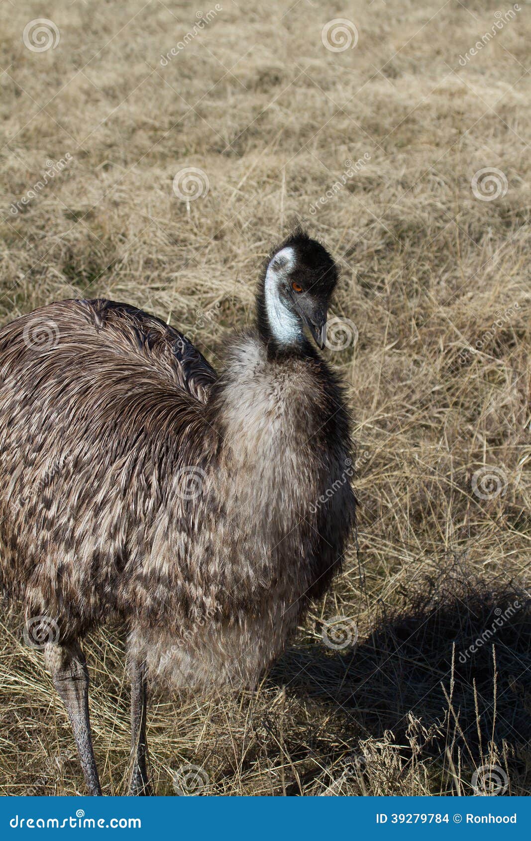 Emu stock photo. Image of refuge, game, wildlife, australia - 39279784
