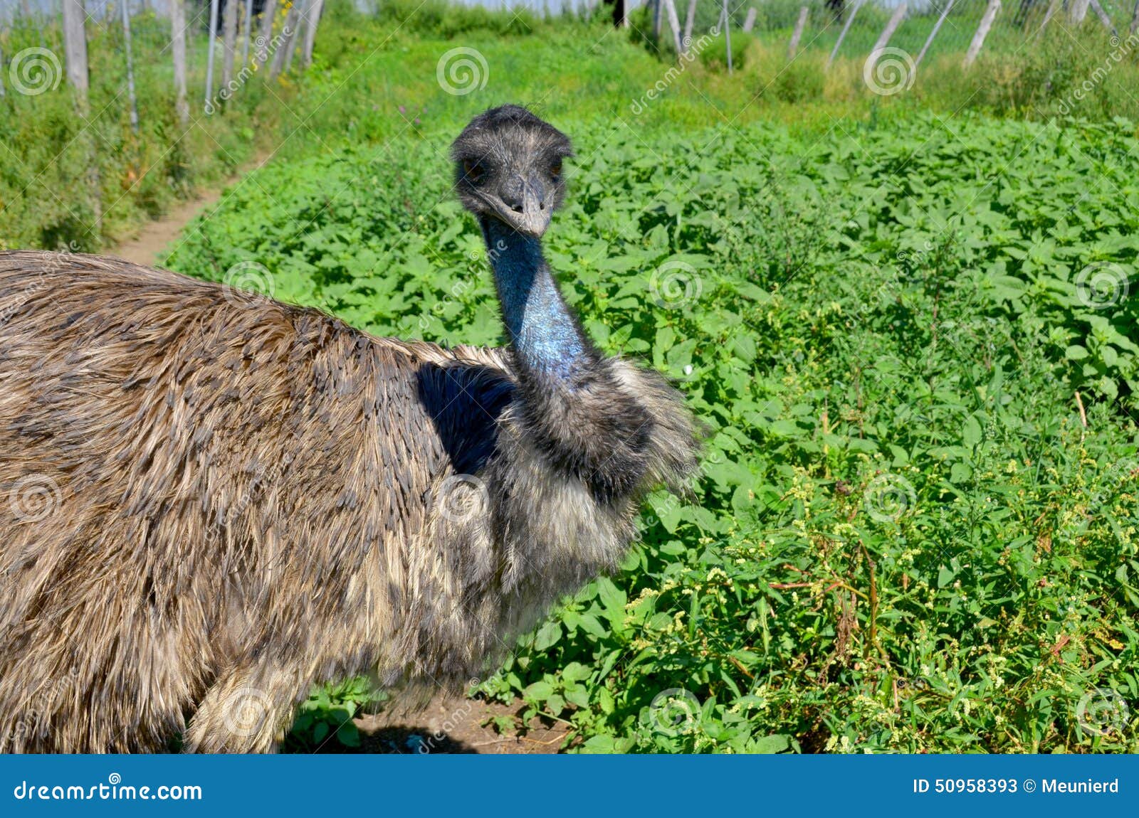 The emu stock image. Image of australia, hill, funny - 50958393