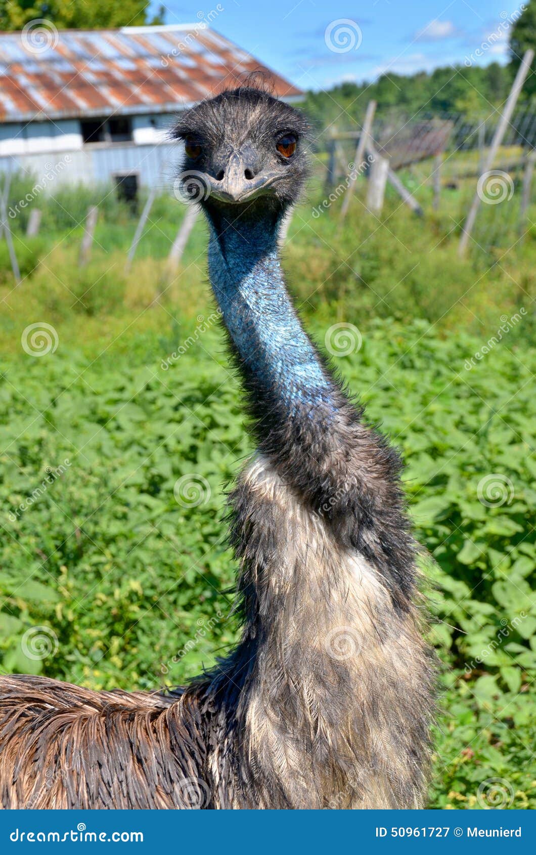 The emu stock image. Image of farm, funny, hair, australian - 50961727
