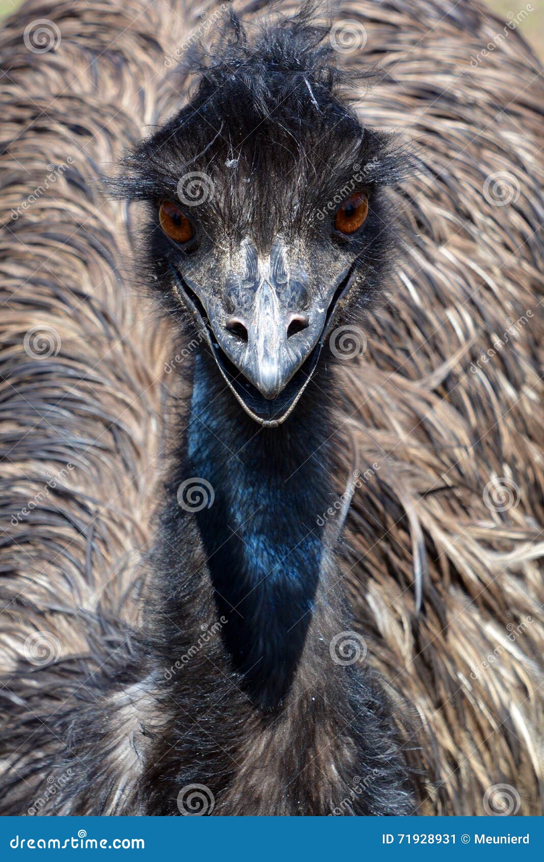 The emu stock image. Image of large, hill, animal, curiosity - 71928931